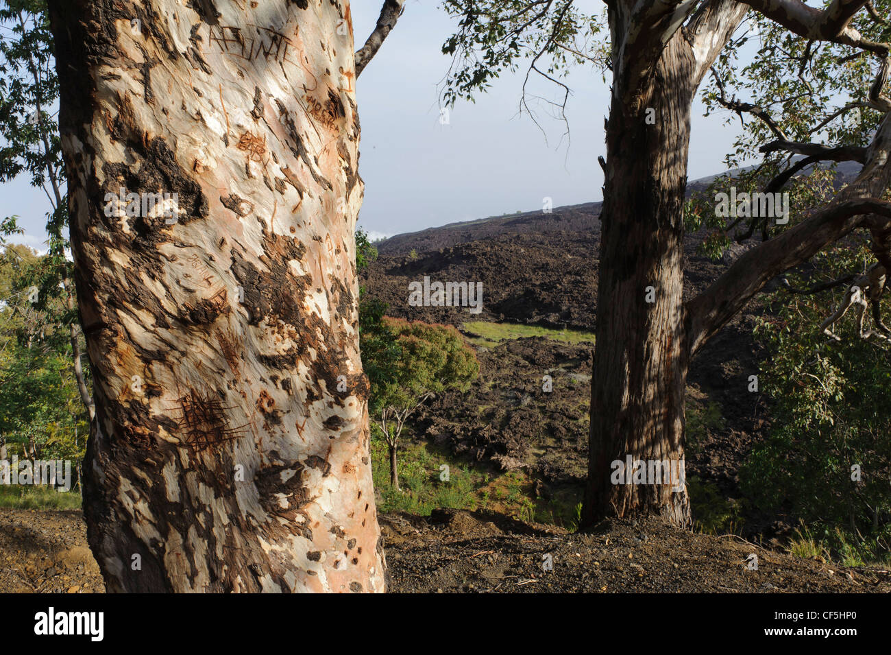 Eucalyptus Trees in Crater Cha das Caldeiras, Fogo Island, Cape Verde ...
