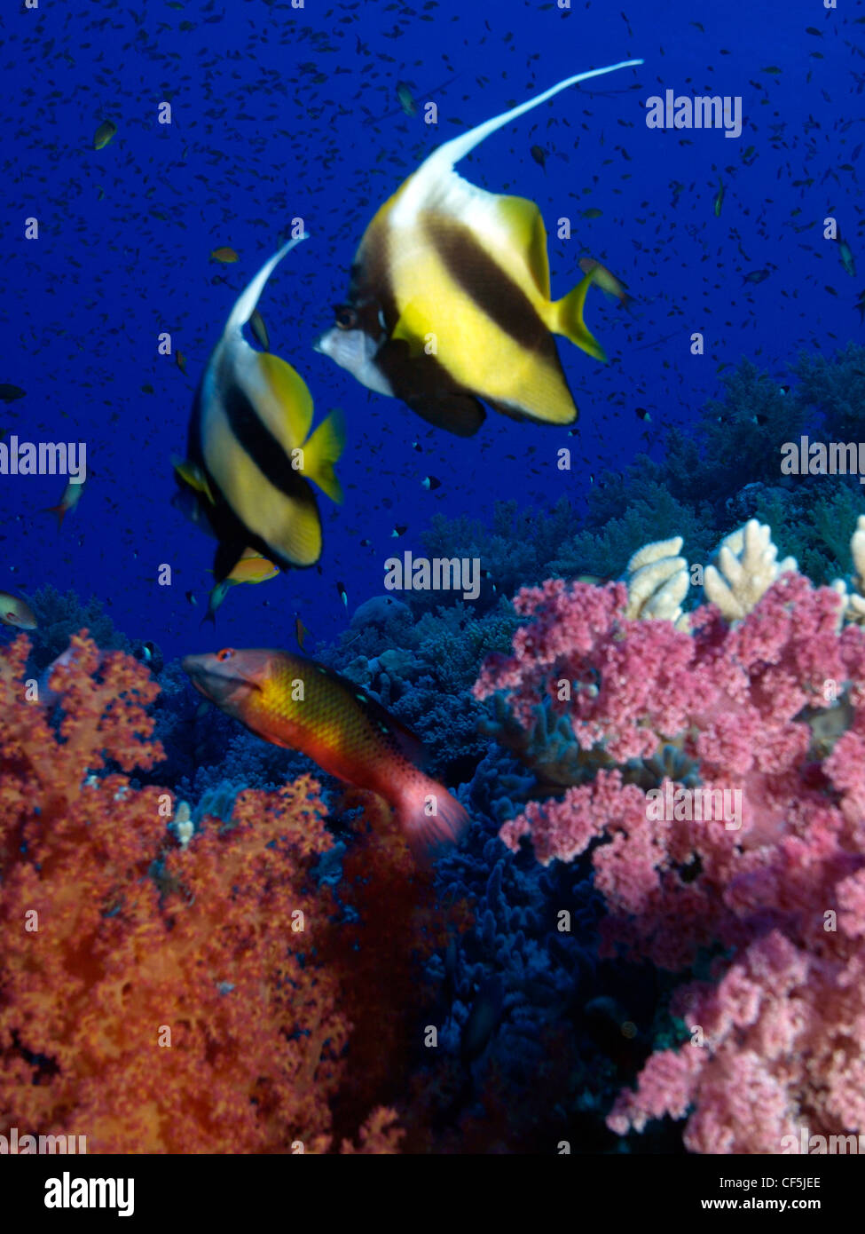 coral reef in the red sea in Egypt Stock Photo - Alamy