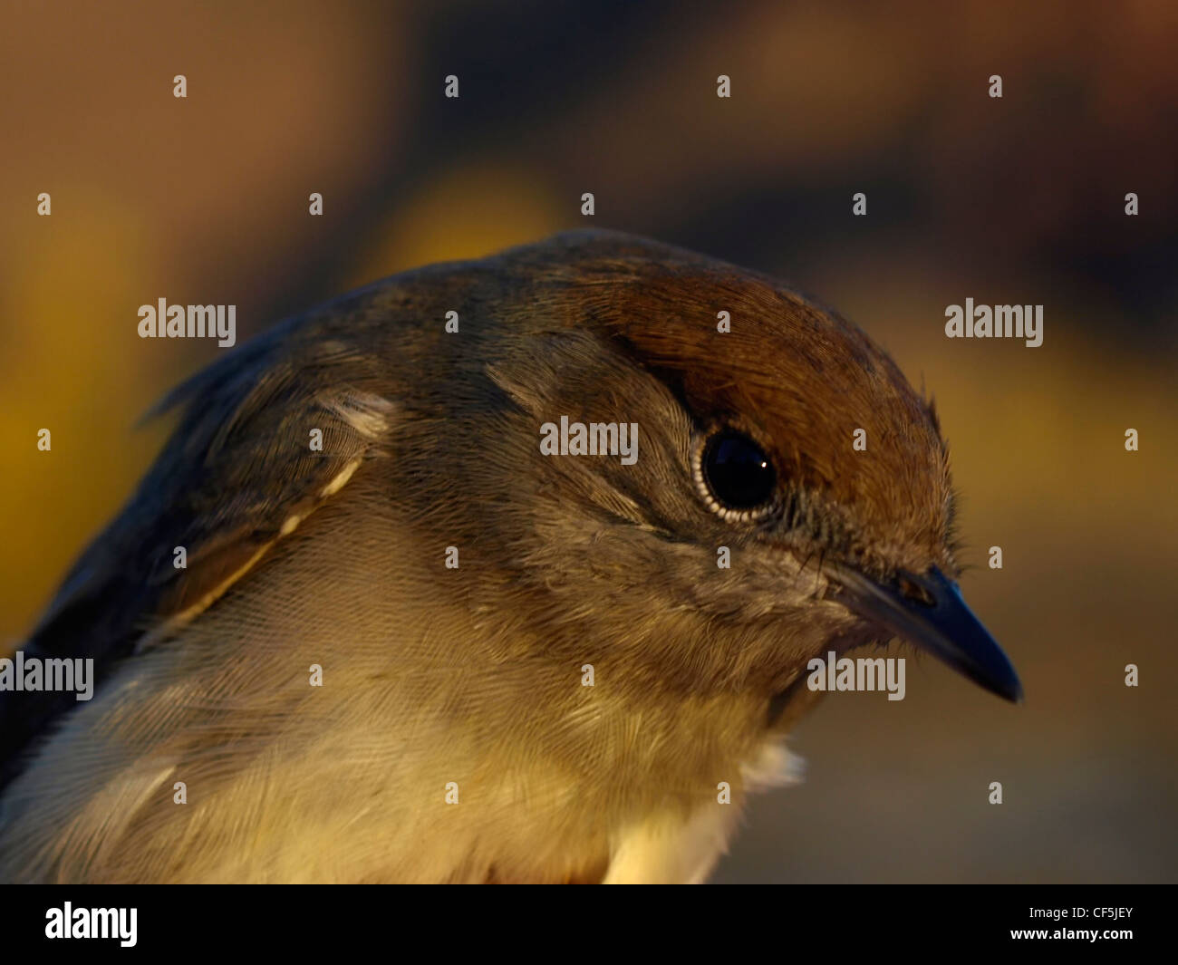 small birds captured for investigating migration in europe Stock Photo ...