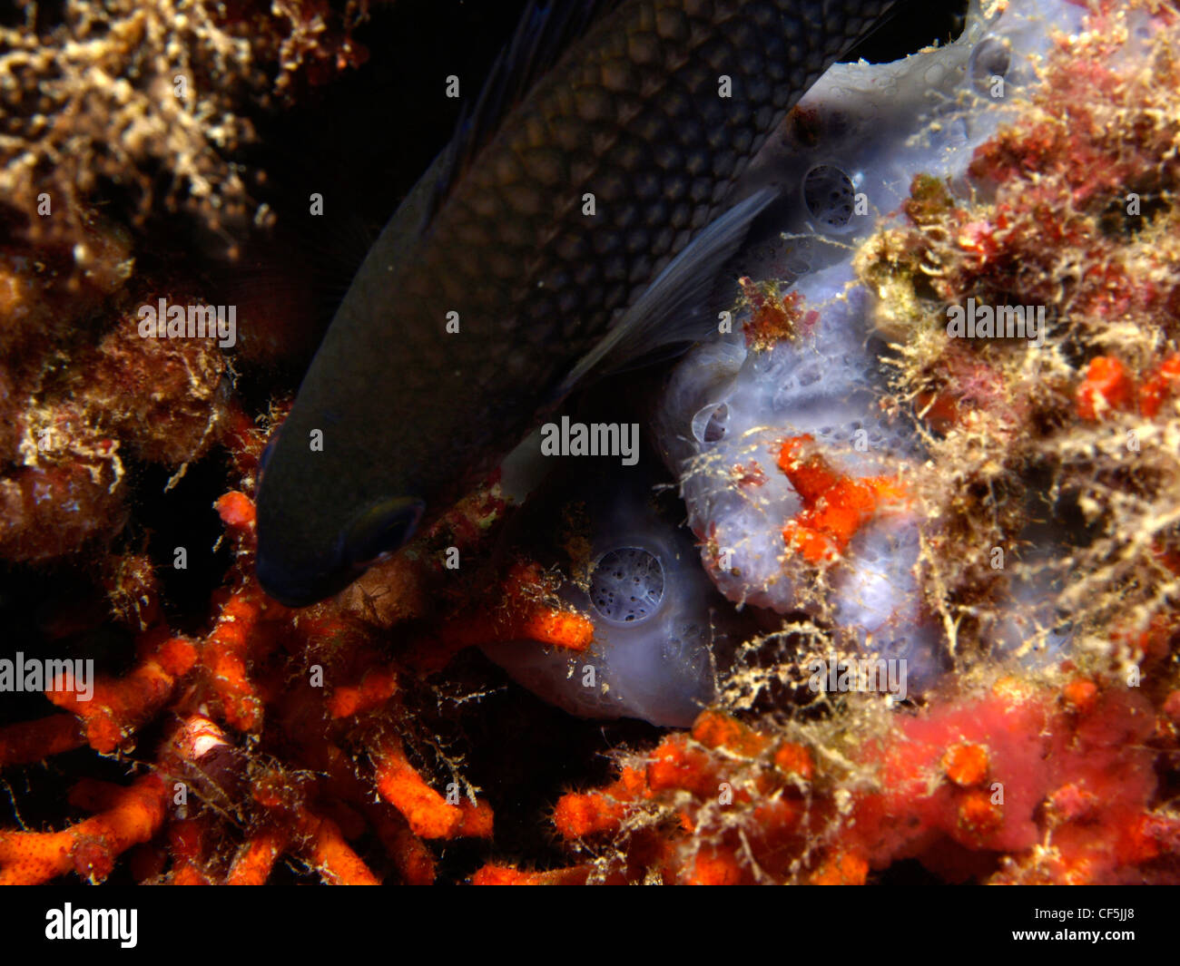 false red coral in the mediterranean sea and chromis chromis Stock ...