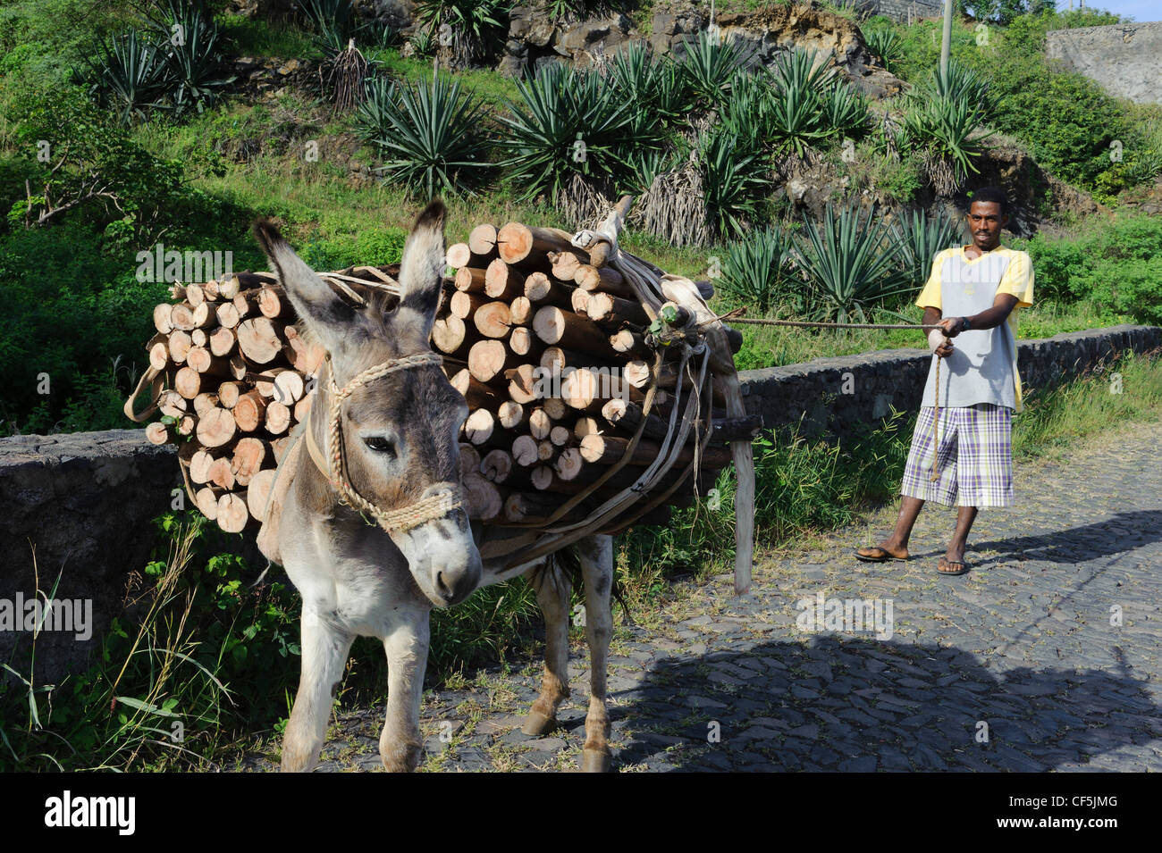 Donkey near Mosteiros, Fogo Island, Cape Verde Islands, Africa Stock ...