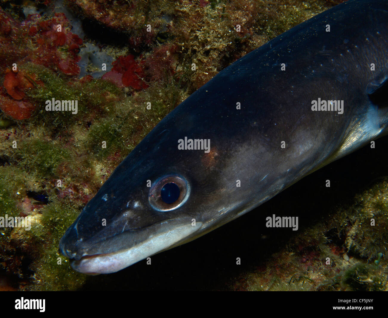 conger fish in the mediterranean sea Stock Photo - Alamy