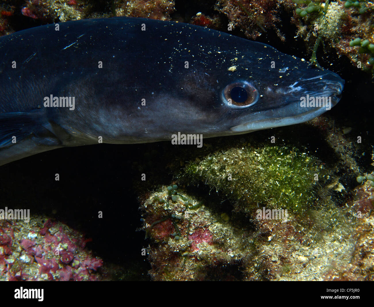 Conger eel in underwater hi-res stock photography and images - Alamy