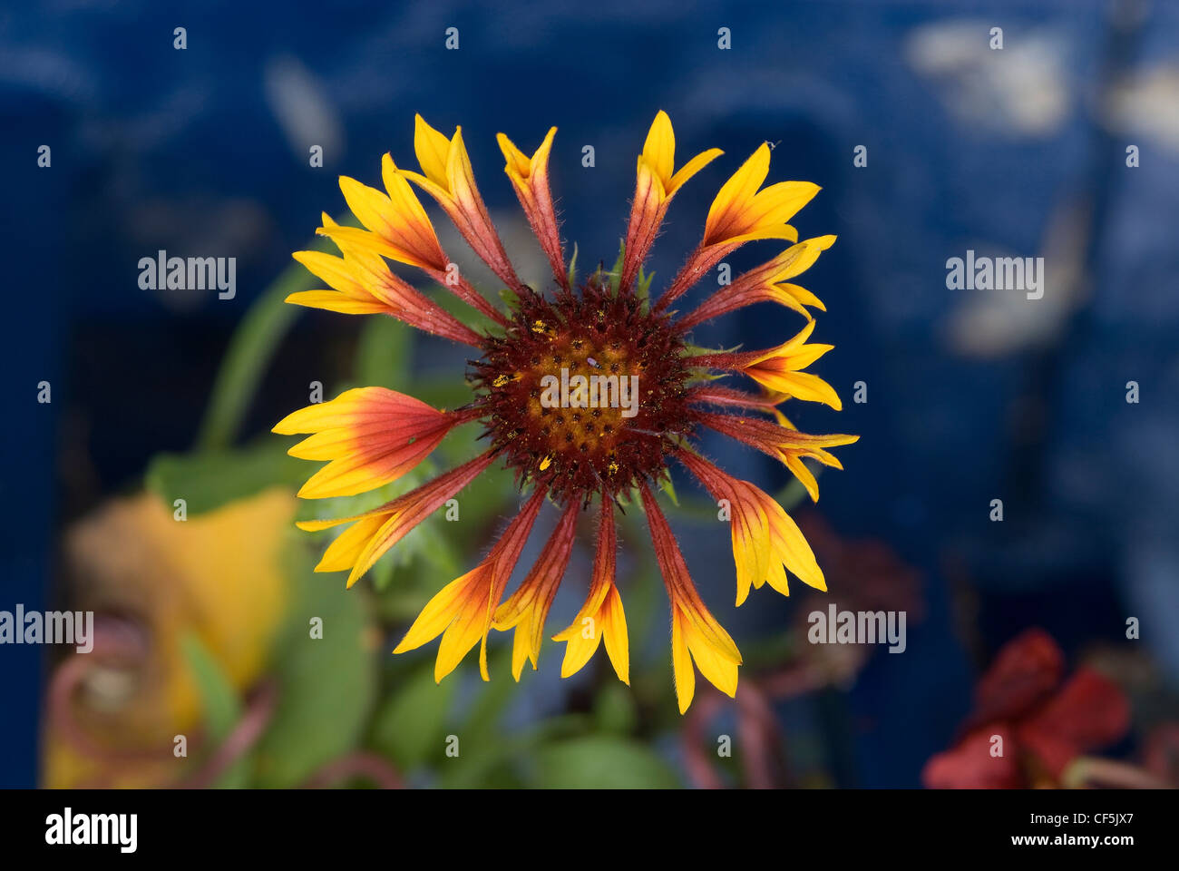 A small fly on a flower in full bloom almost a rainbow of colour sharp ...