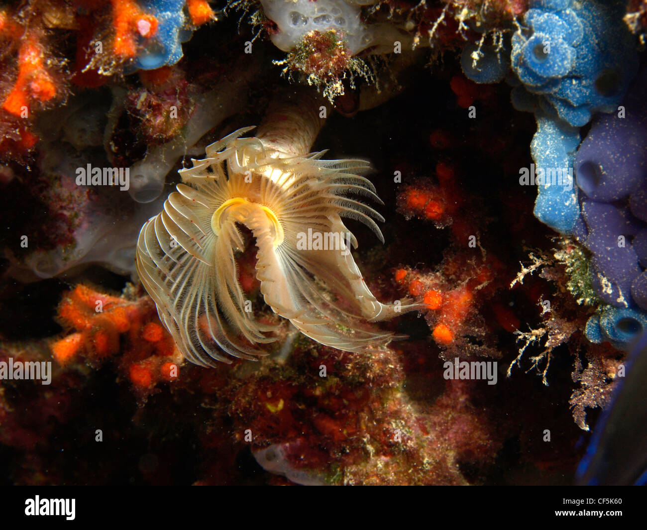 spirograph worm in the mediterranean sea Stock Photo - Alamy