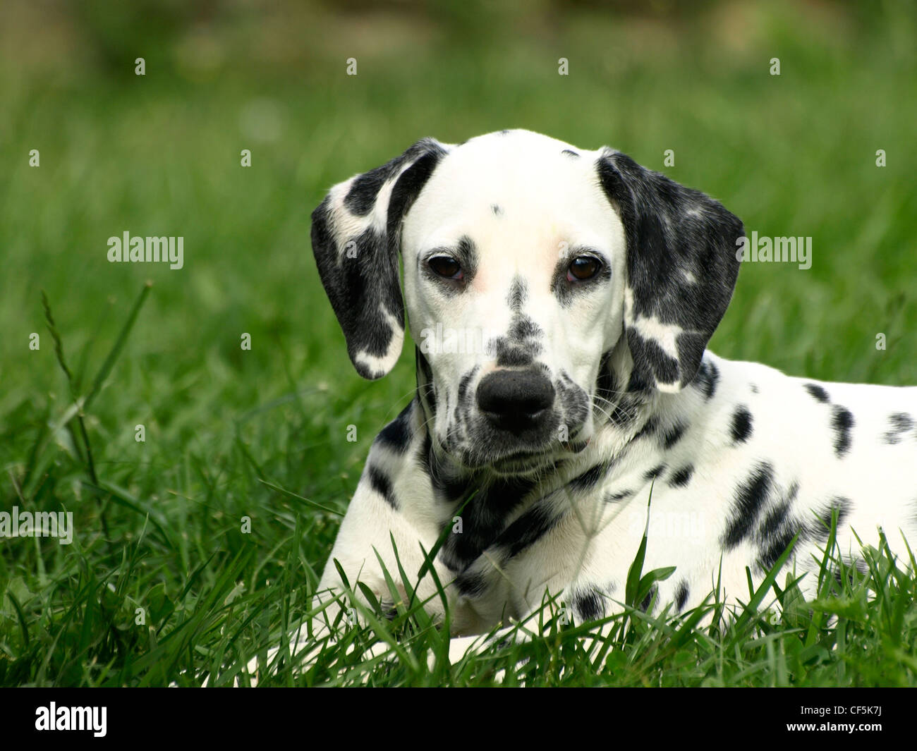 dalmata dog possing on the grass Stock Photo - Alamy
