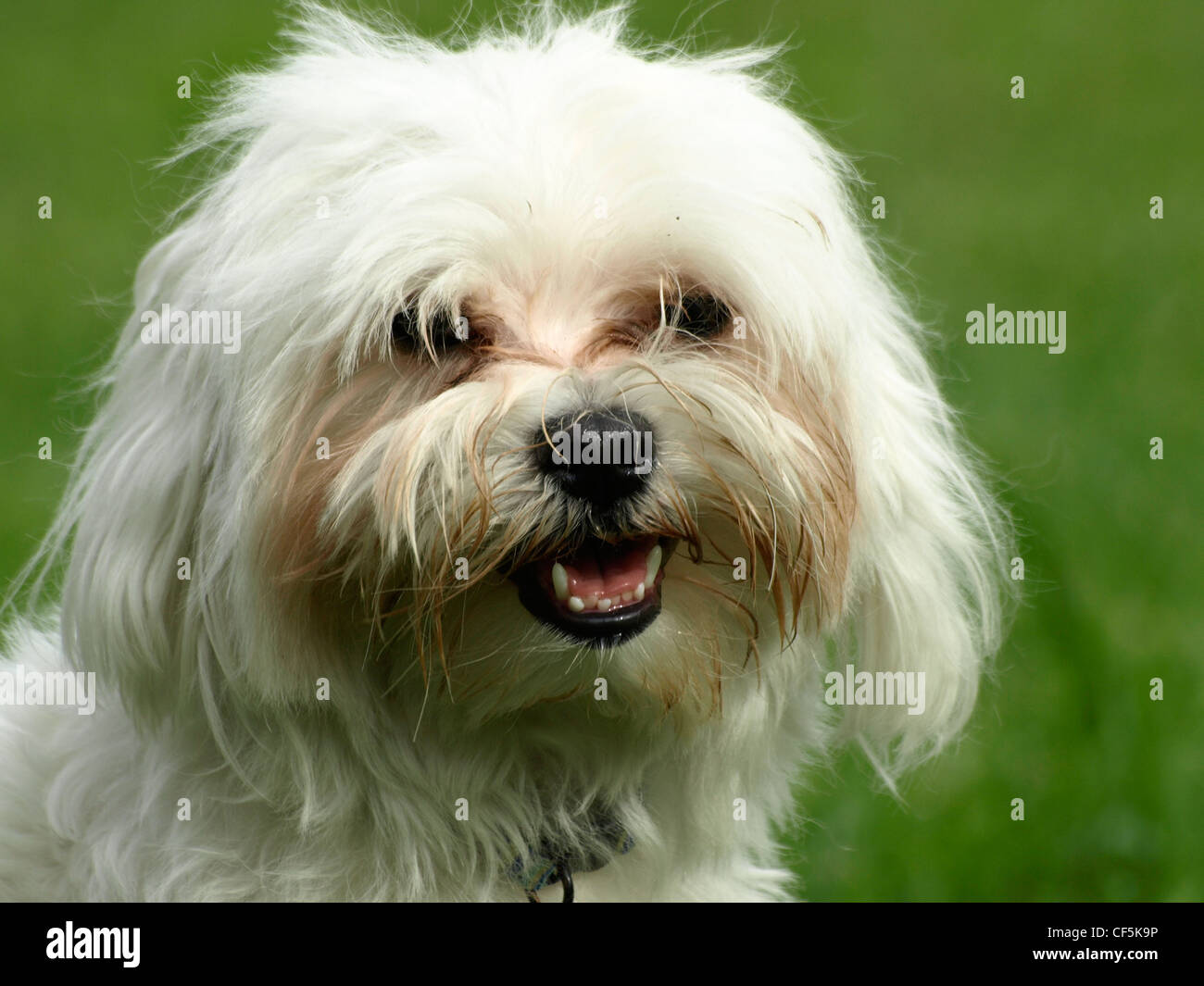 white bichon maltes dog on the grass Stock Photo - Alamy