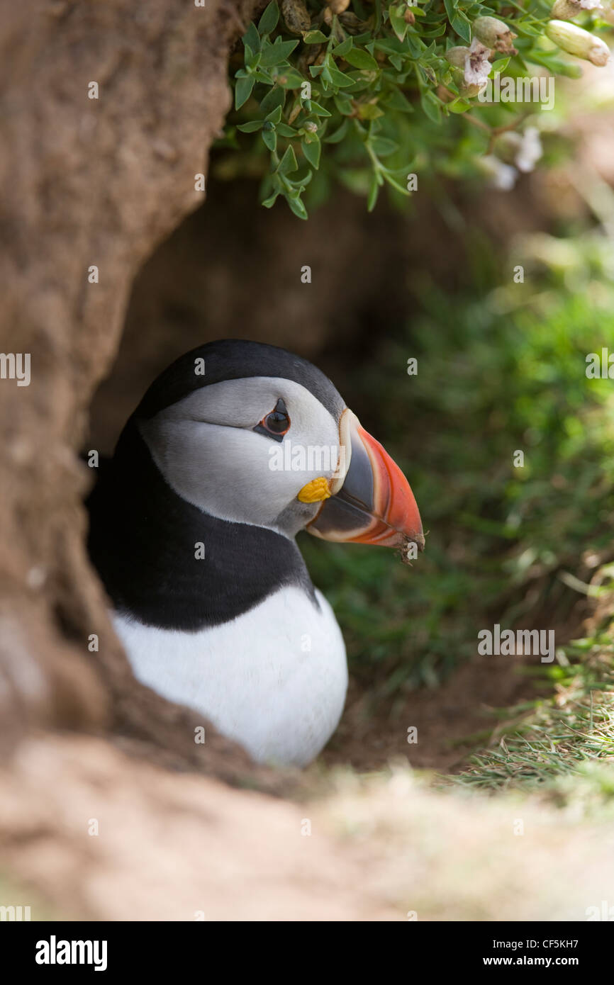 Puffin burrow hi-res stock photography and images - Alamy