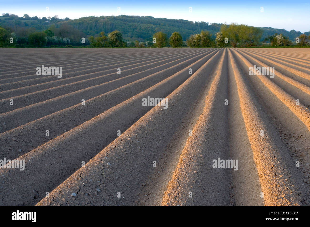 A field ploughed with linar furrows in the soil. Traditionally ploughs ...