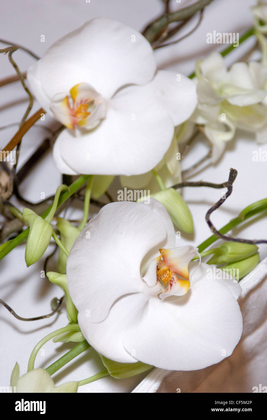 Stonehouse photographic hi-res stock photography and images - Alamy