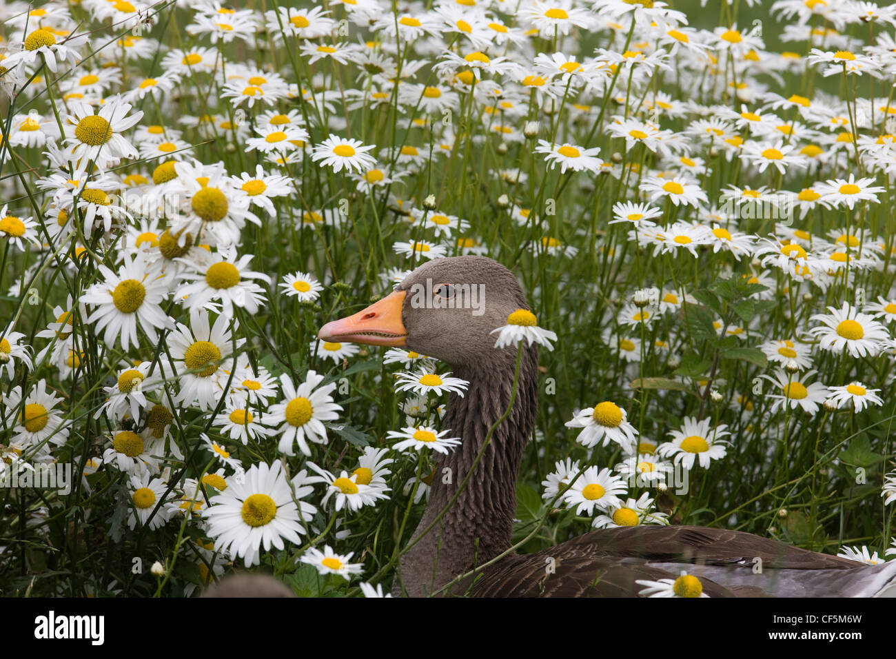 Hiding goose hi-res stock photography and images - Alamy