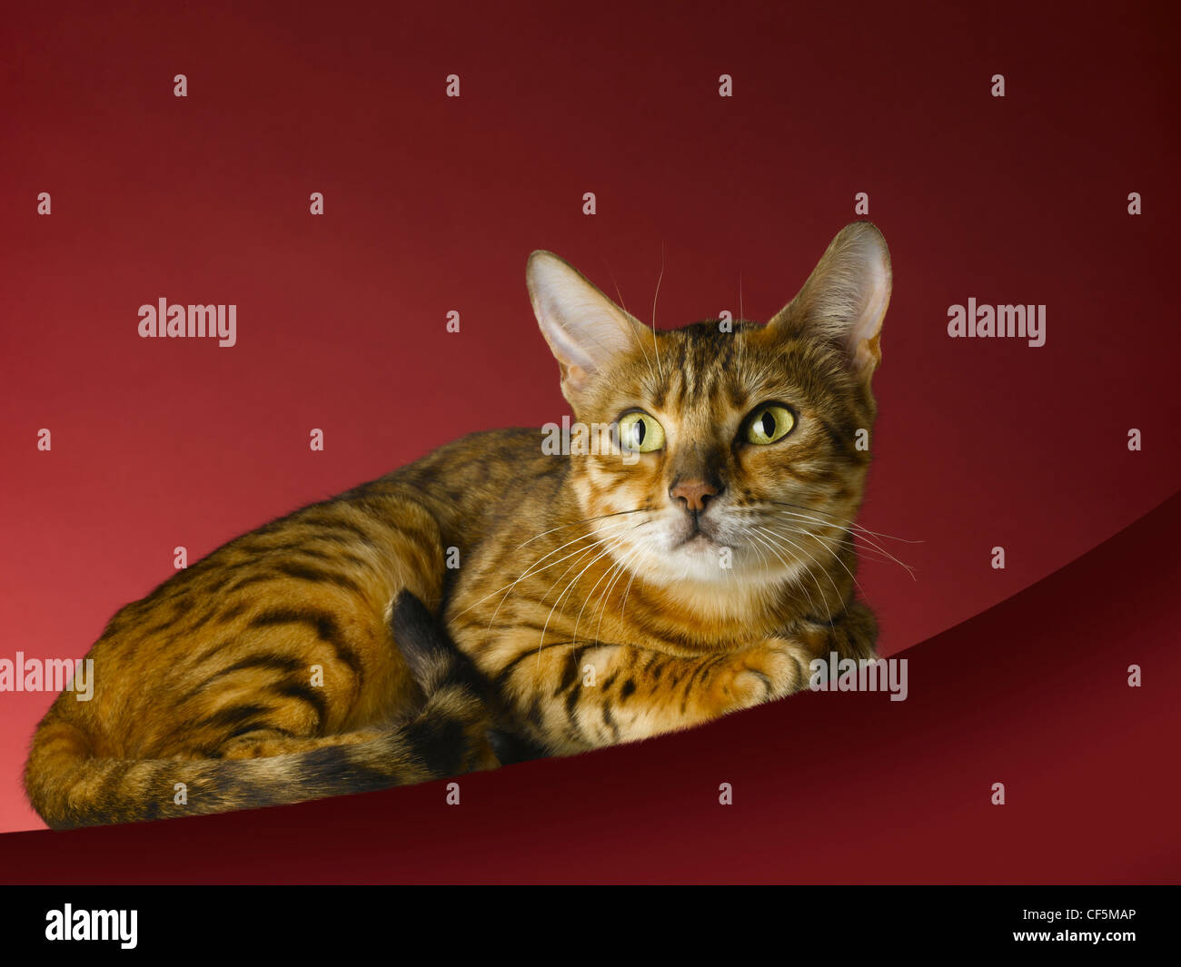 Sitting cat with a red background Stock Photo - Alamy