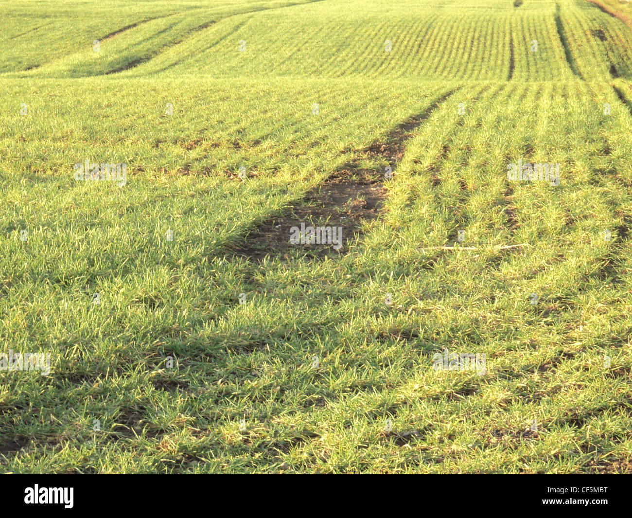 Fields, Beverley, Yorkshire, Farmland Stock Photo - Alamy