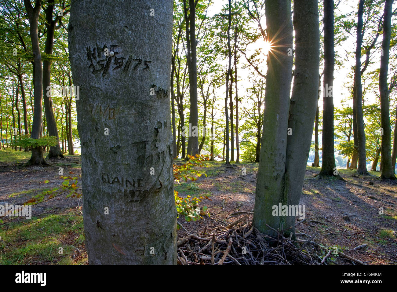 Wood Carvings Tree High Resolution Stock Photography and Images - Alamy