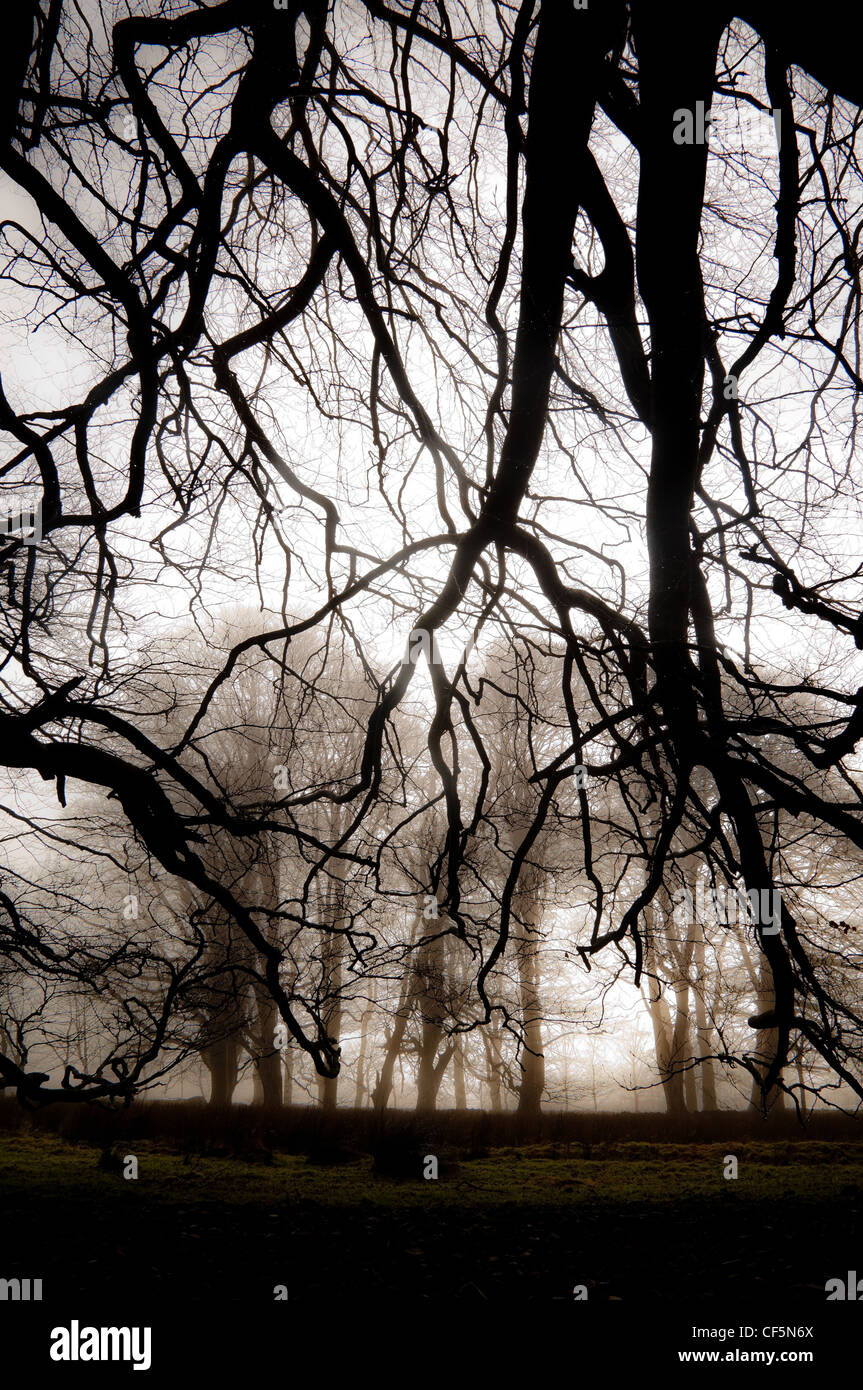 looking through branches to trees in the mist Stock Photo - Alamy