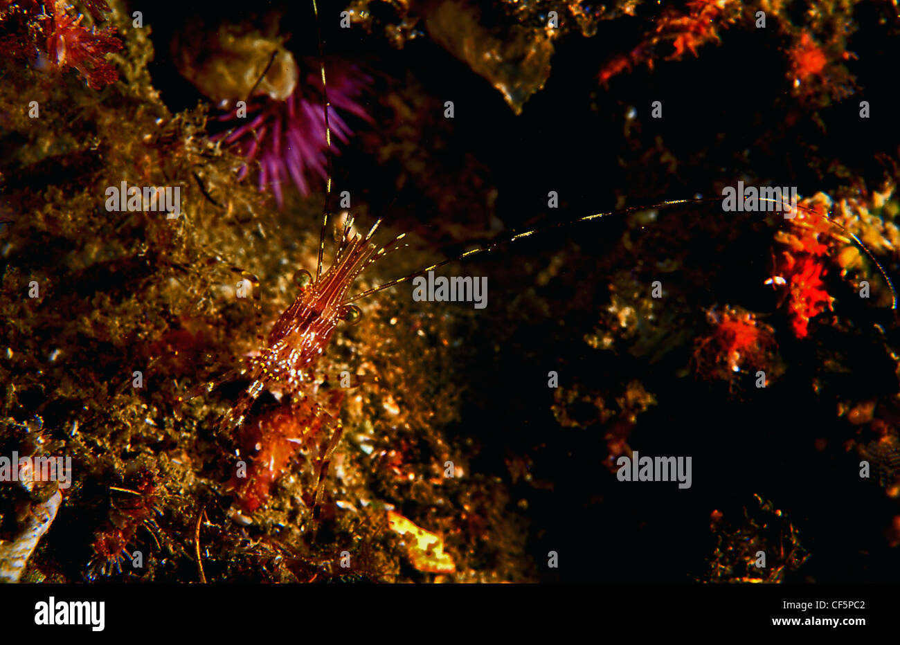 Avalon, California Catalina Island Coon-Striped Shrimp Pandalus danae ...