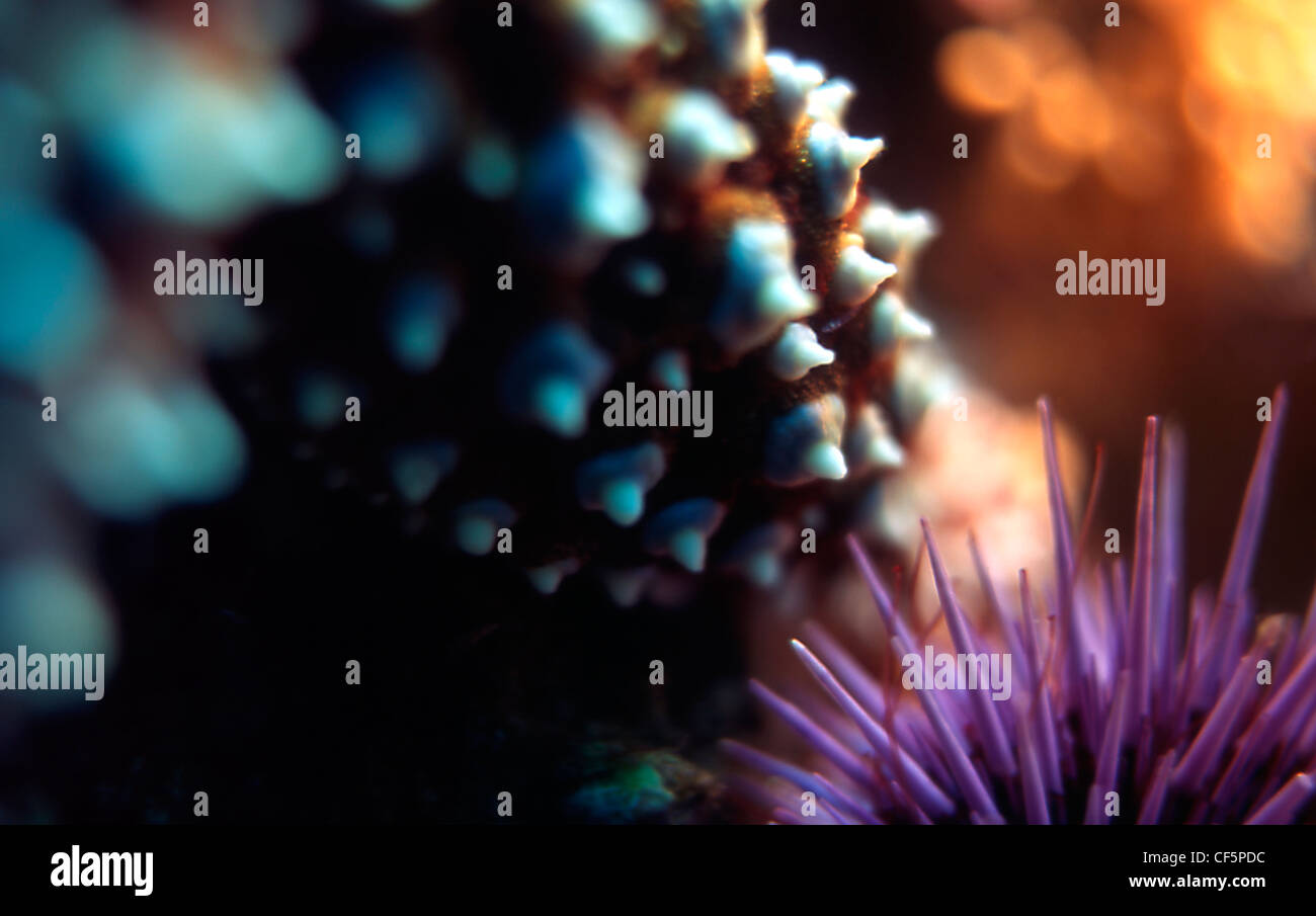 Giant Star Fish, Purple Sea Urchin Stock Photo - Alamy