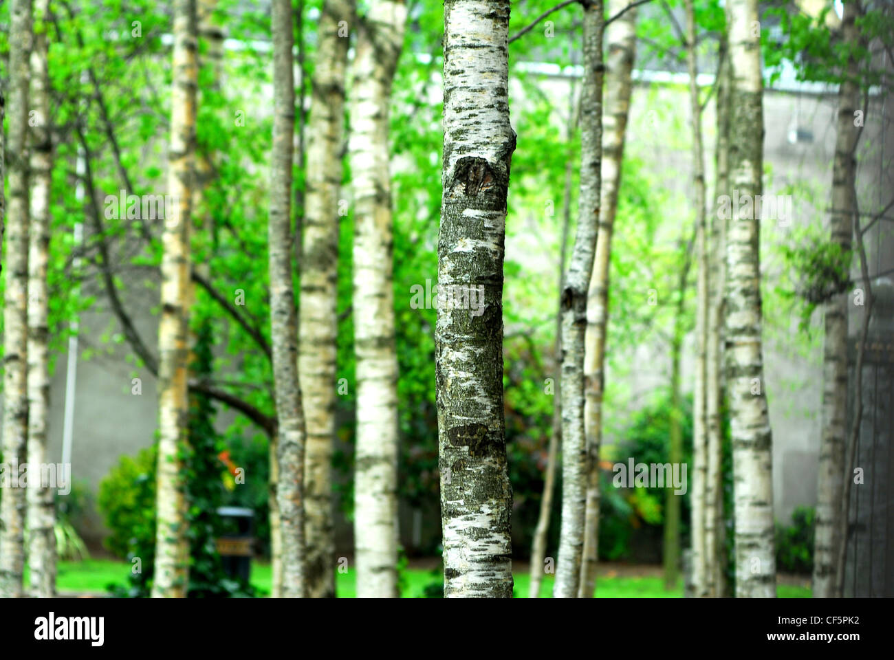 Group trees hi-res stock photography and images - Alamy