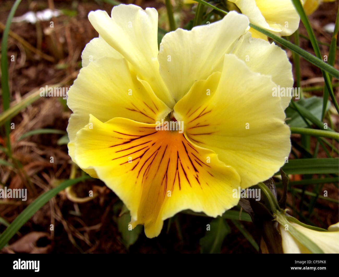 A close up of a yellow pansy Stock Photo - Alamy
