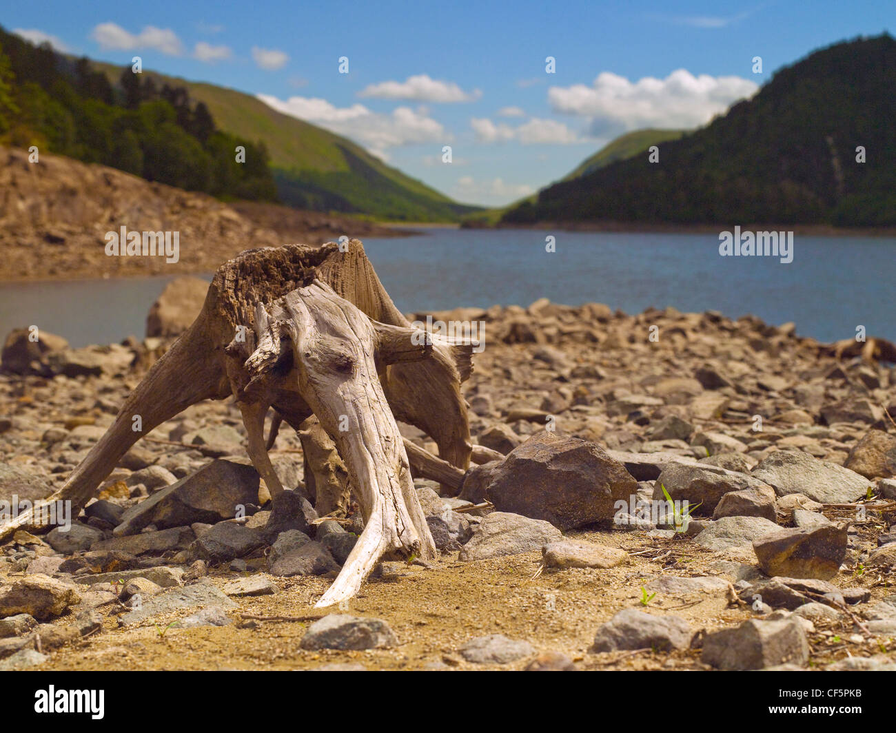 Dead tree stumps in water hi-res stock photography and images - Alamy