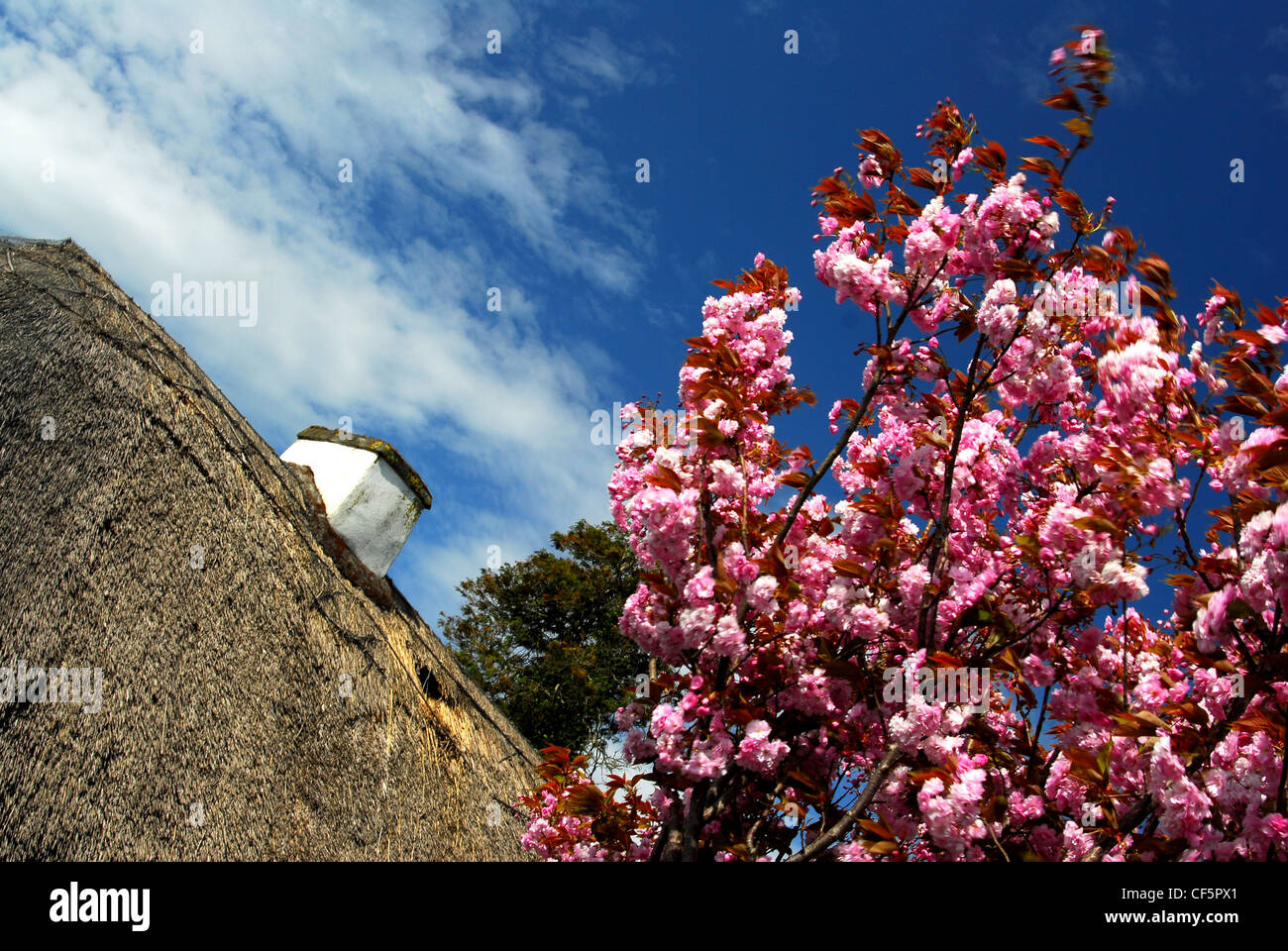 Cherry blossom ireland hi-res stock photography and images - Alamy