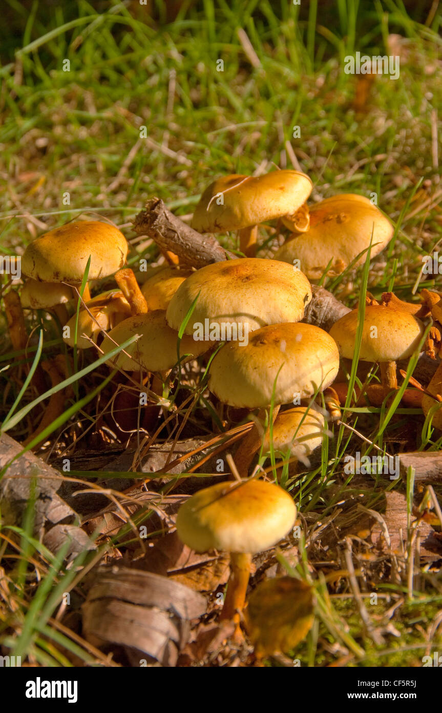 Clump of mushrooms hi-res stock photography and images - Alamy