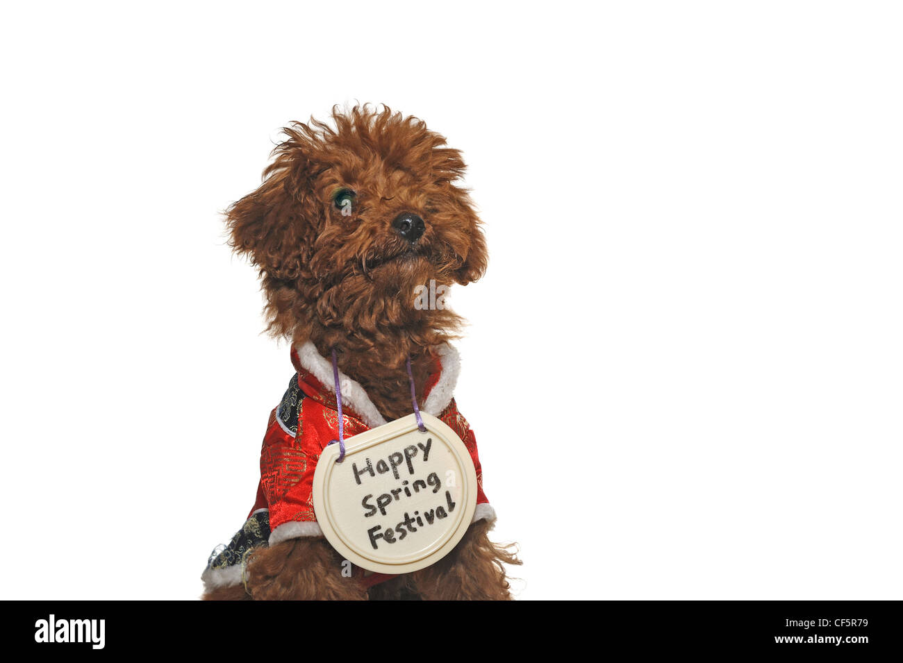 Poodle dog wish you a happy Spring Festival Stock Photo - Alamy