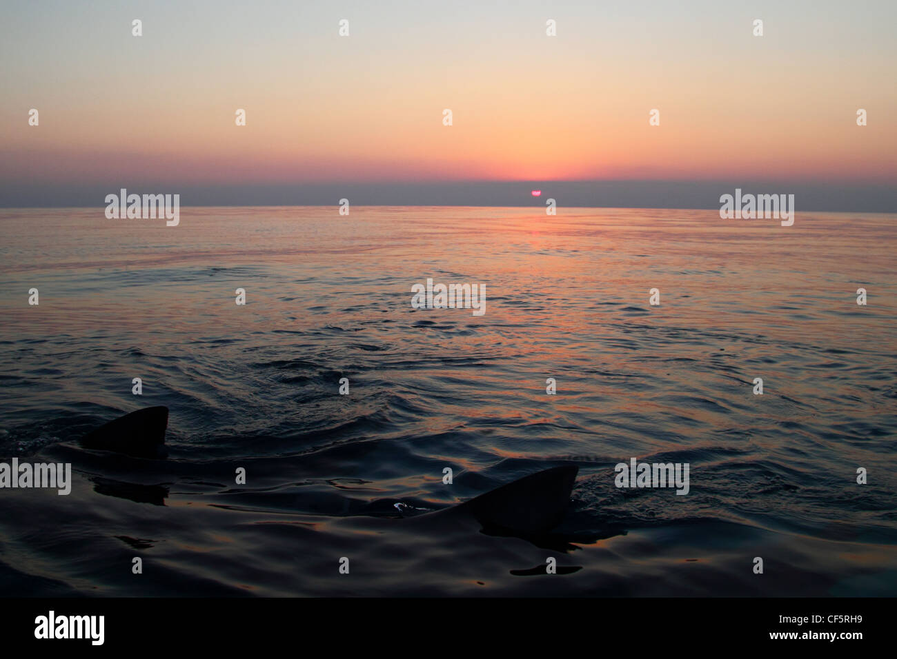 Lemon Shark Fins During Sunset Stock Photo - Alamy