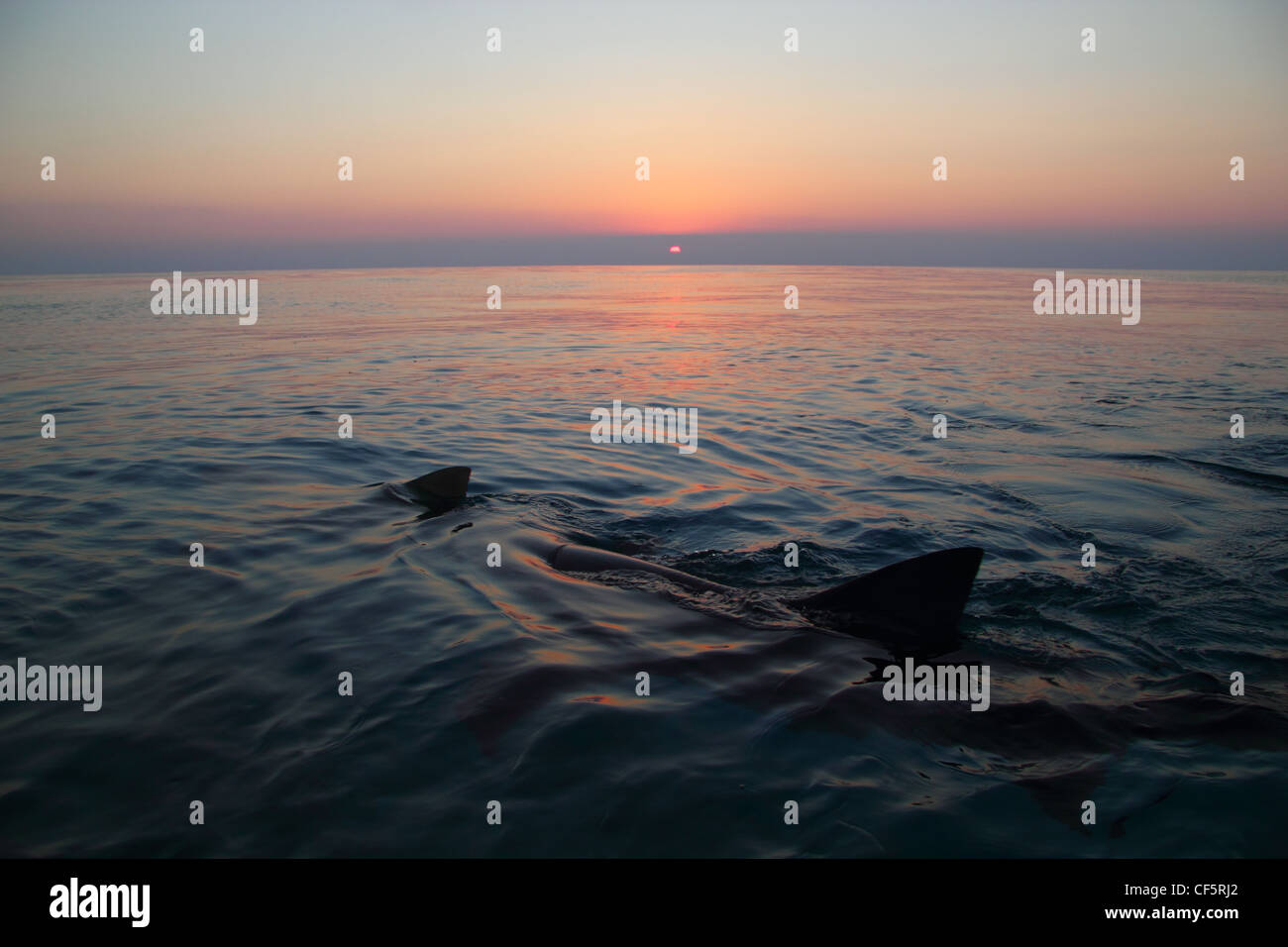 Lemon Shark Fins During Sunset Stock Photo - Alamy
