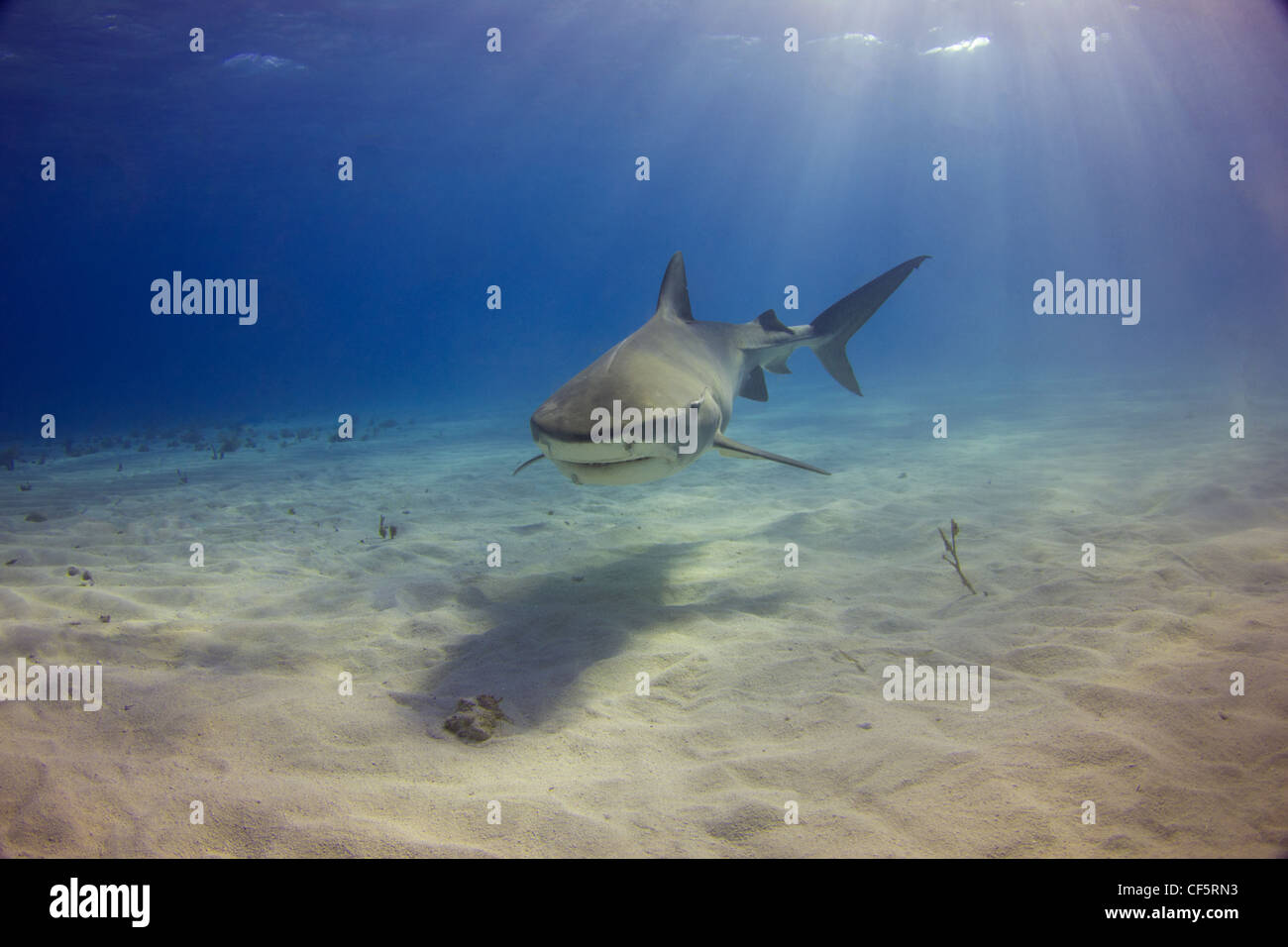 Shallow deep tropical water contrast hi-res stock photography and ...