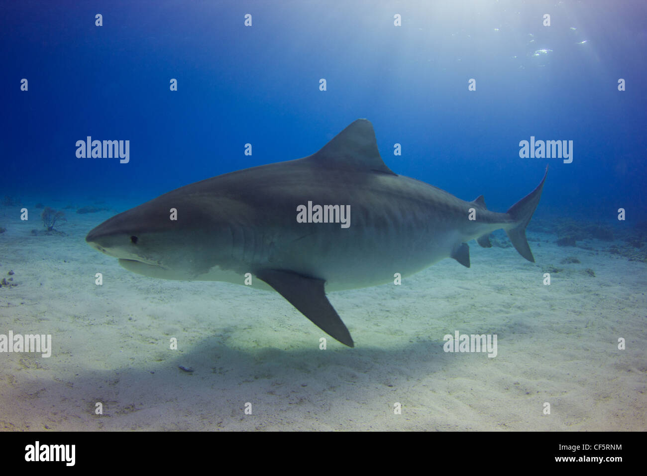 Shallow deep tropical water contrast hi-res stock photography and ...