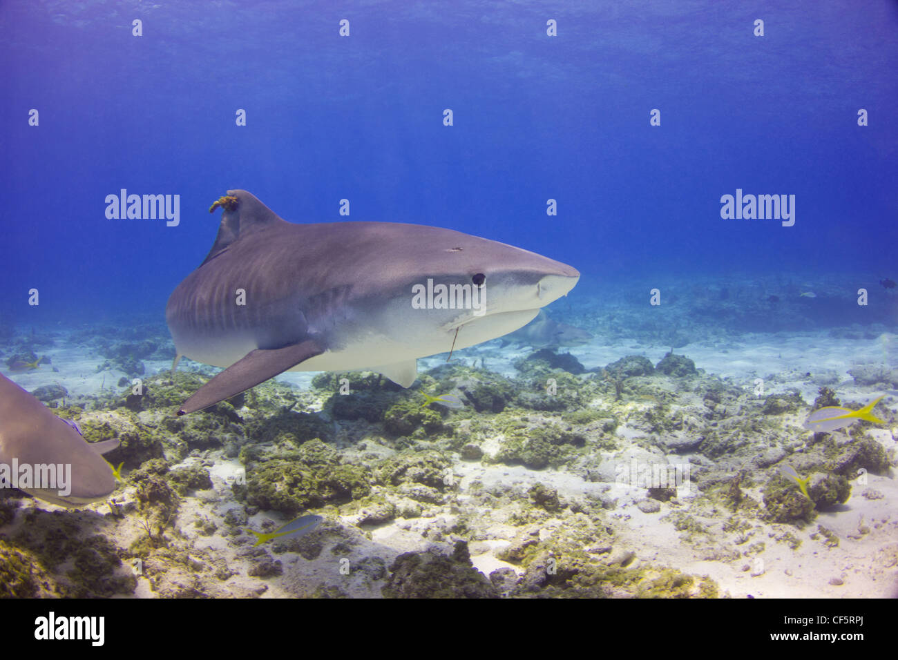 Satellite Tagged Tiger Shark in Shallow Water Stock Photo - Alamy