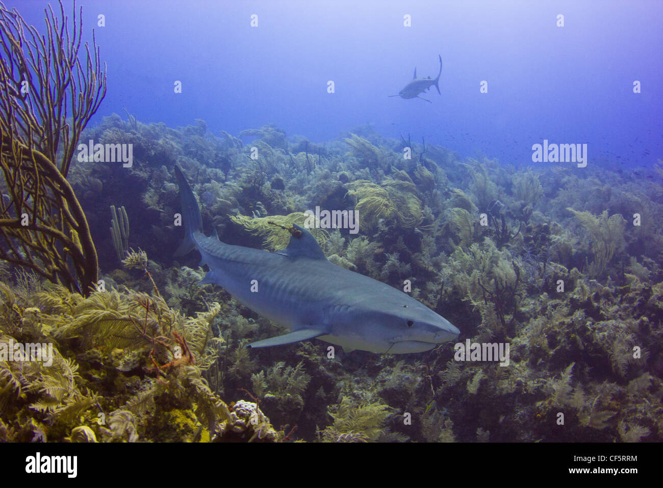 Satellite Tagged Tiger Shark on the Reef Stock Photo - Alamy