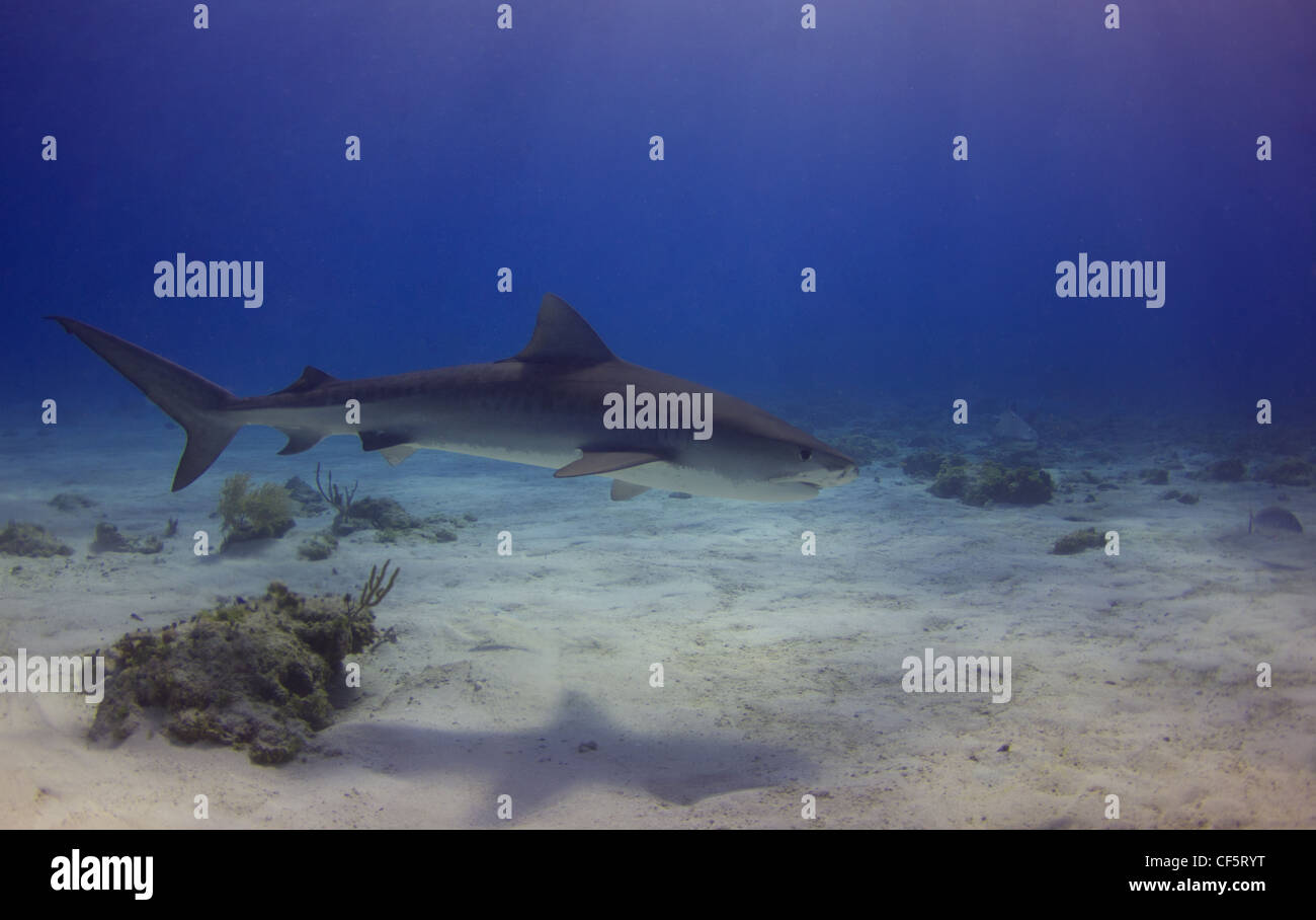 Young tiger shark hi-res stock photography and images - Alamy
