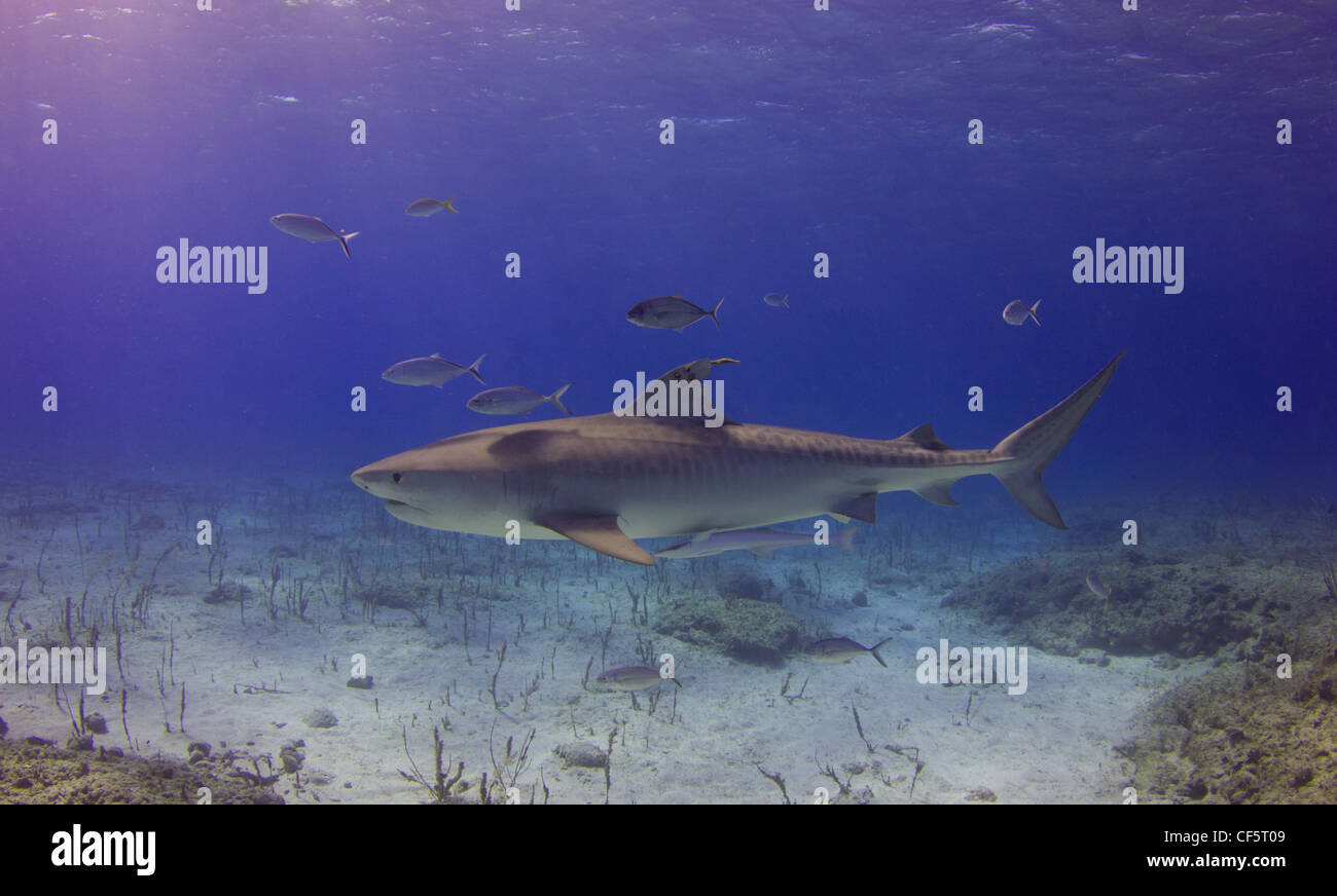 Satellite Tagged Tiger Shark Stock Photo - Alamy