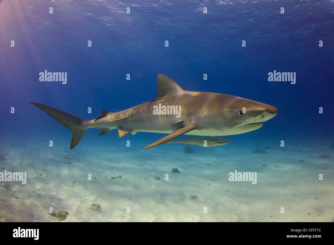 Deep Blue Sea Tiger Shark