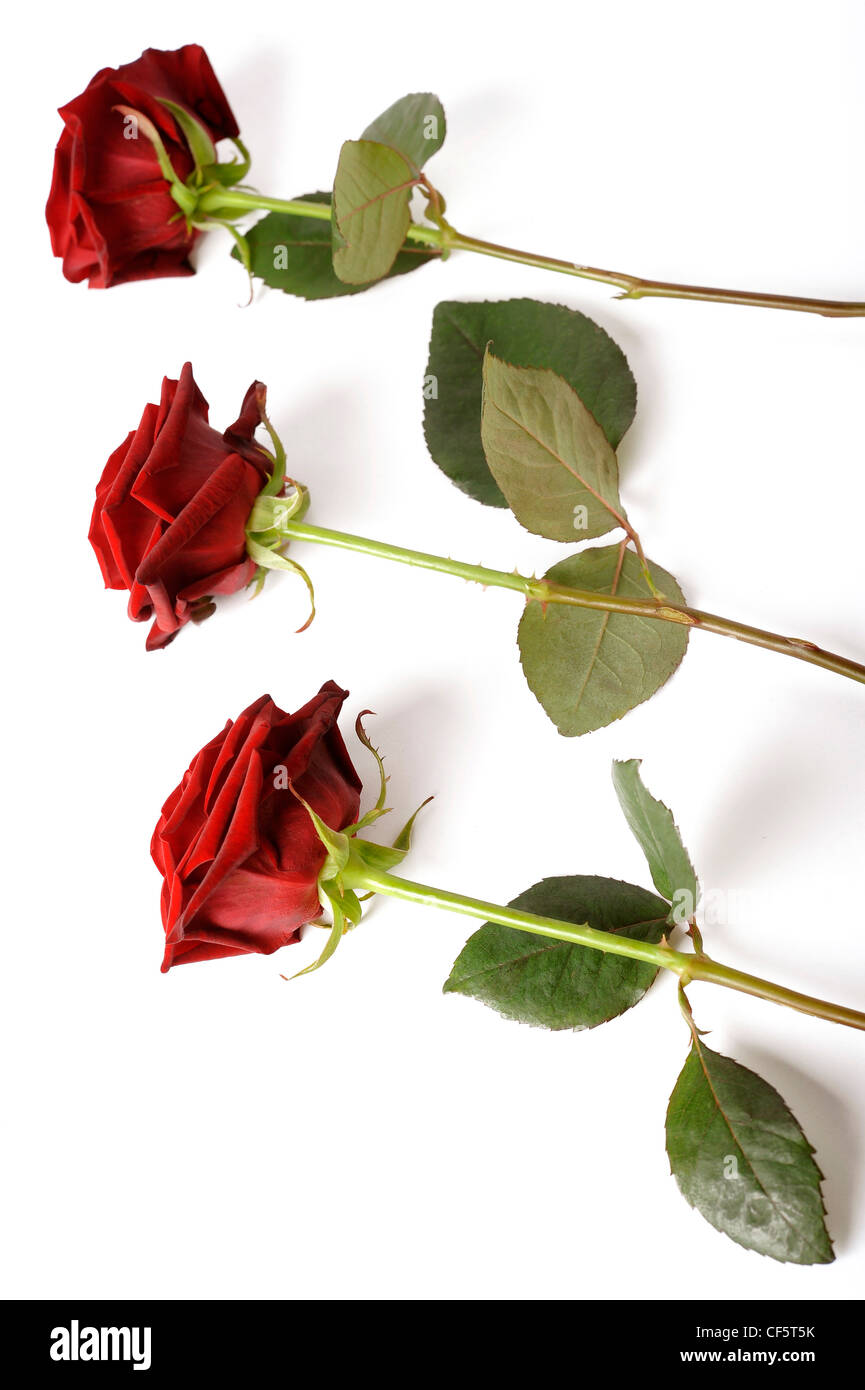 Still life image of three red roses Stock Photo - Alamy