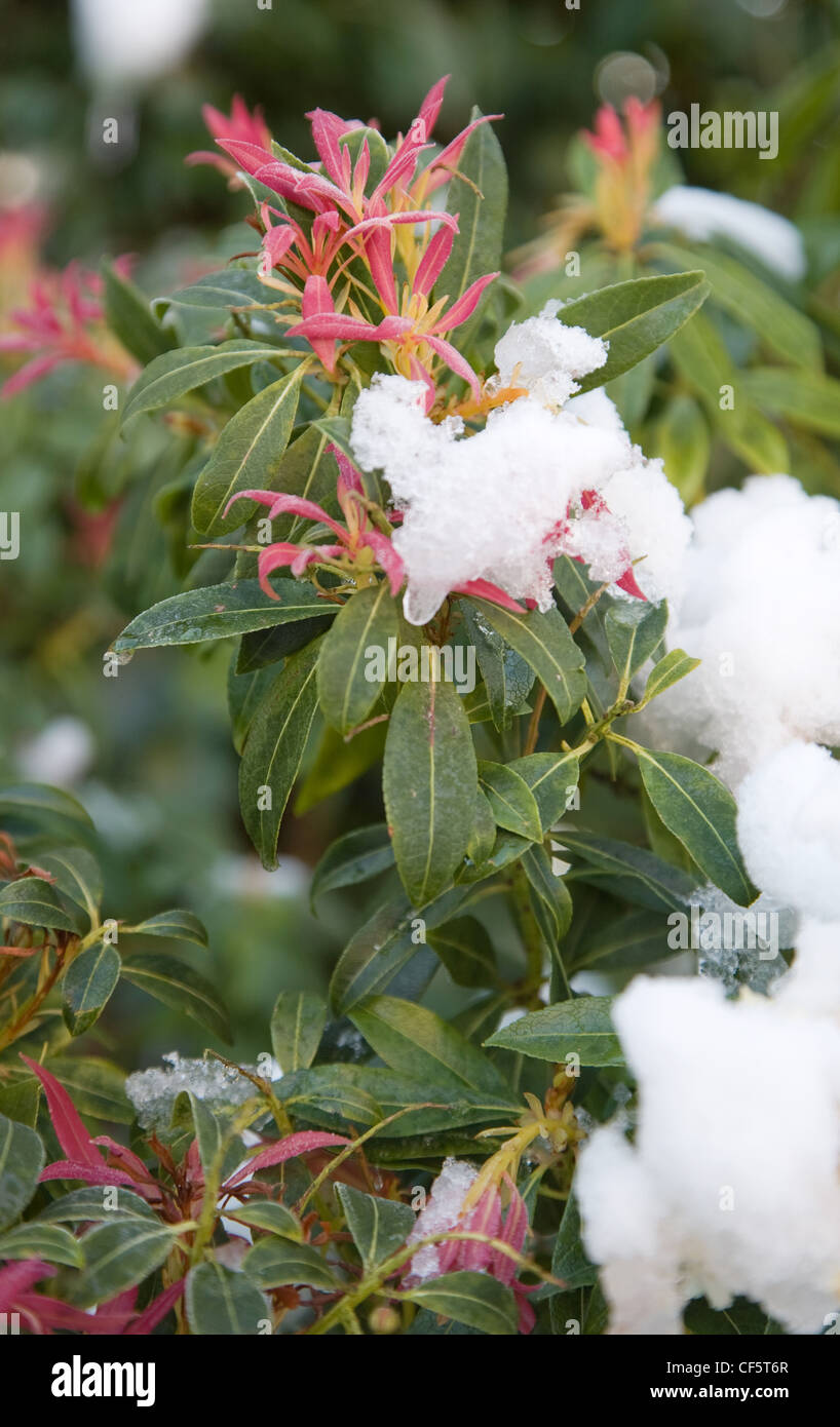 Winter Garden British garden in Allendale, Kent, UK, overlooking Romney ...