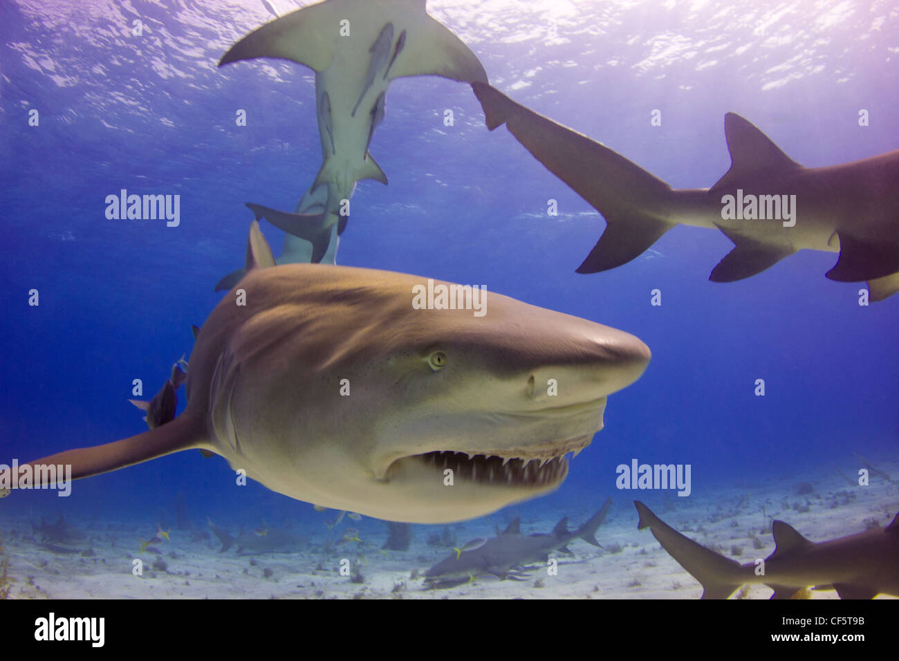 Lemon shark teeth hi-res stock photography and images - Alamy