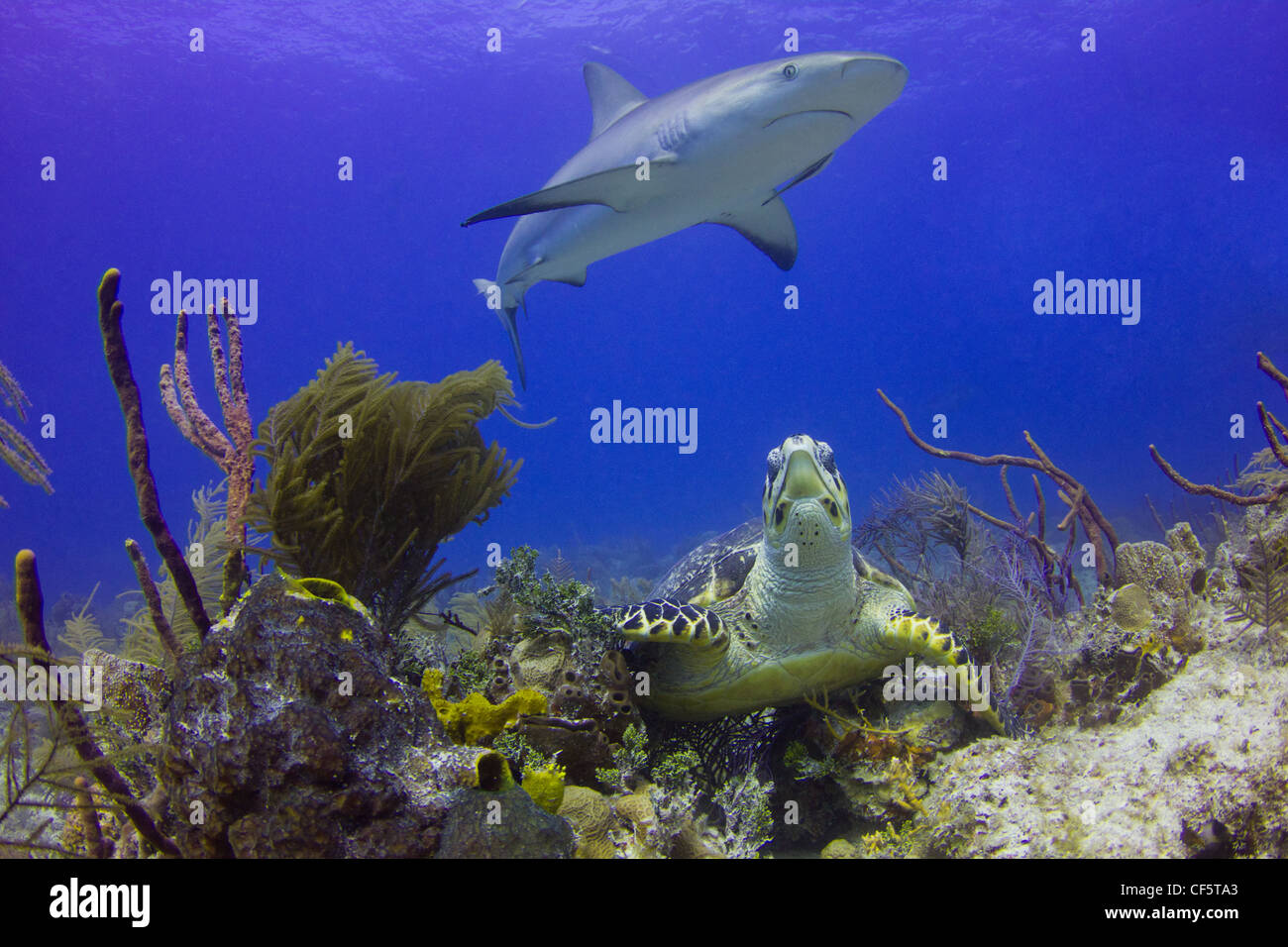 Sea turtle reef shark hi-res stock photography and images - Alamy