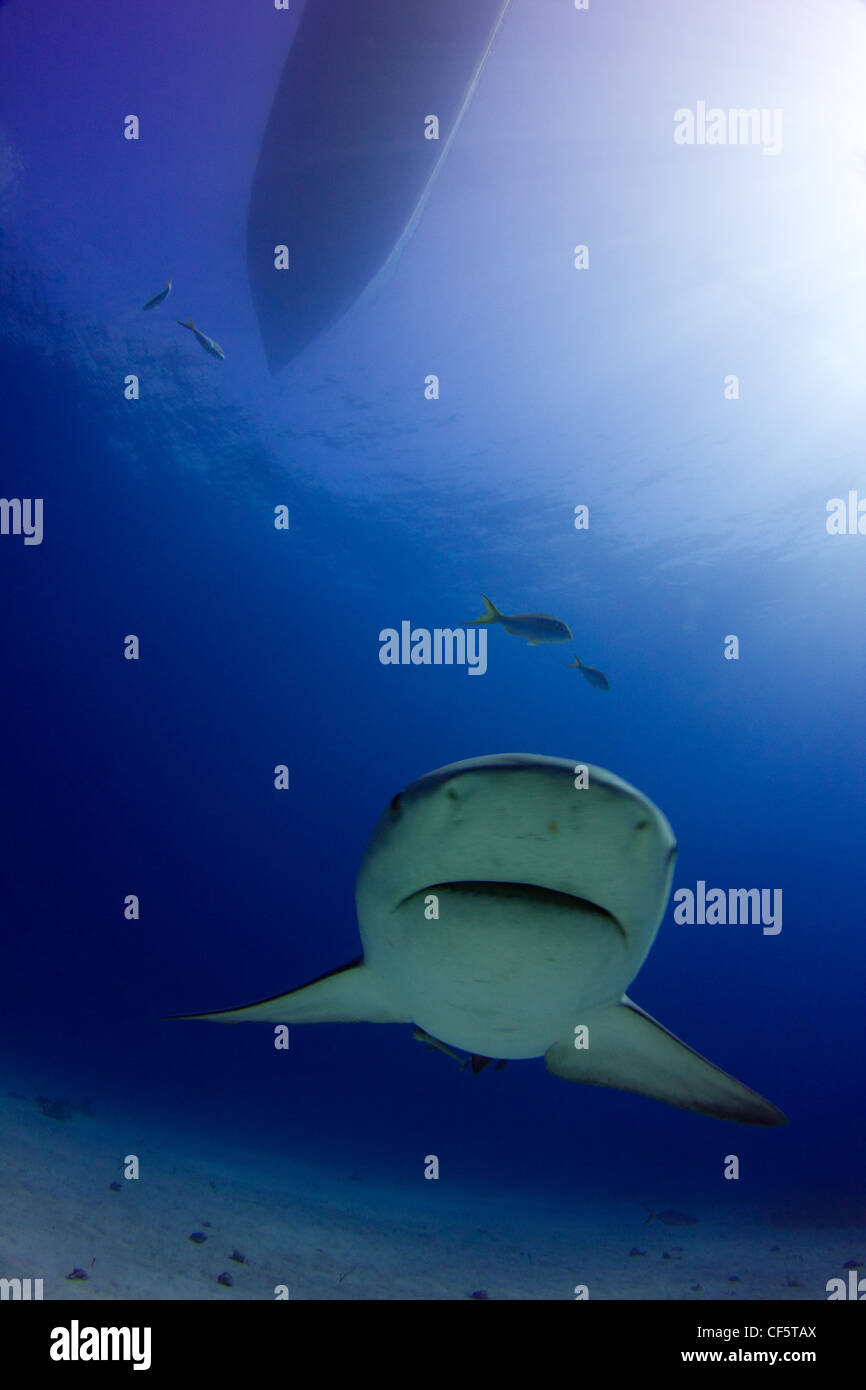 Jaws shark boat hi-res stock photography and images - Alamy