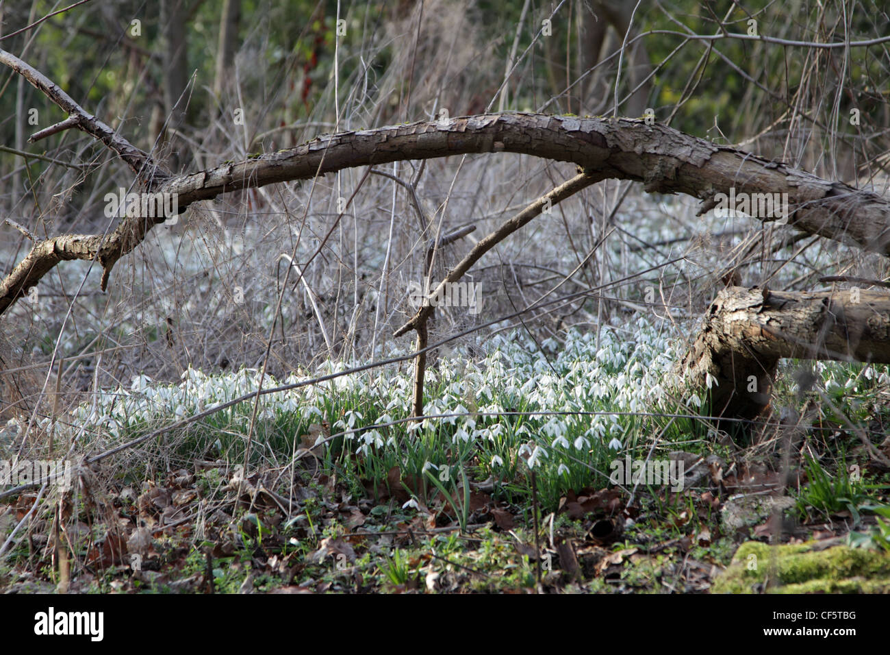 Snowdrops in a woodland clearing with fallen tree branches Stock Photo ...
