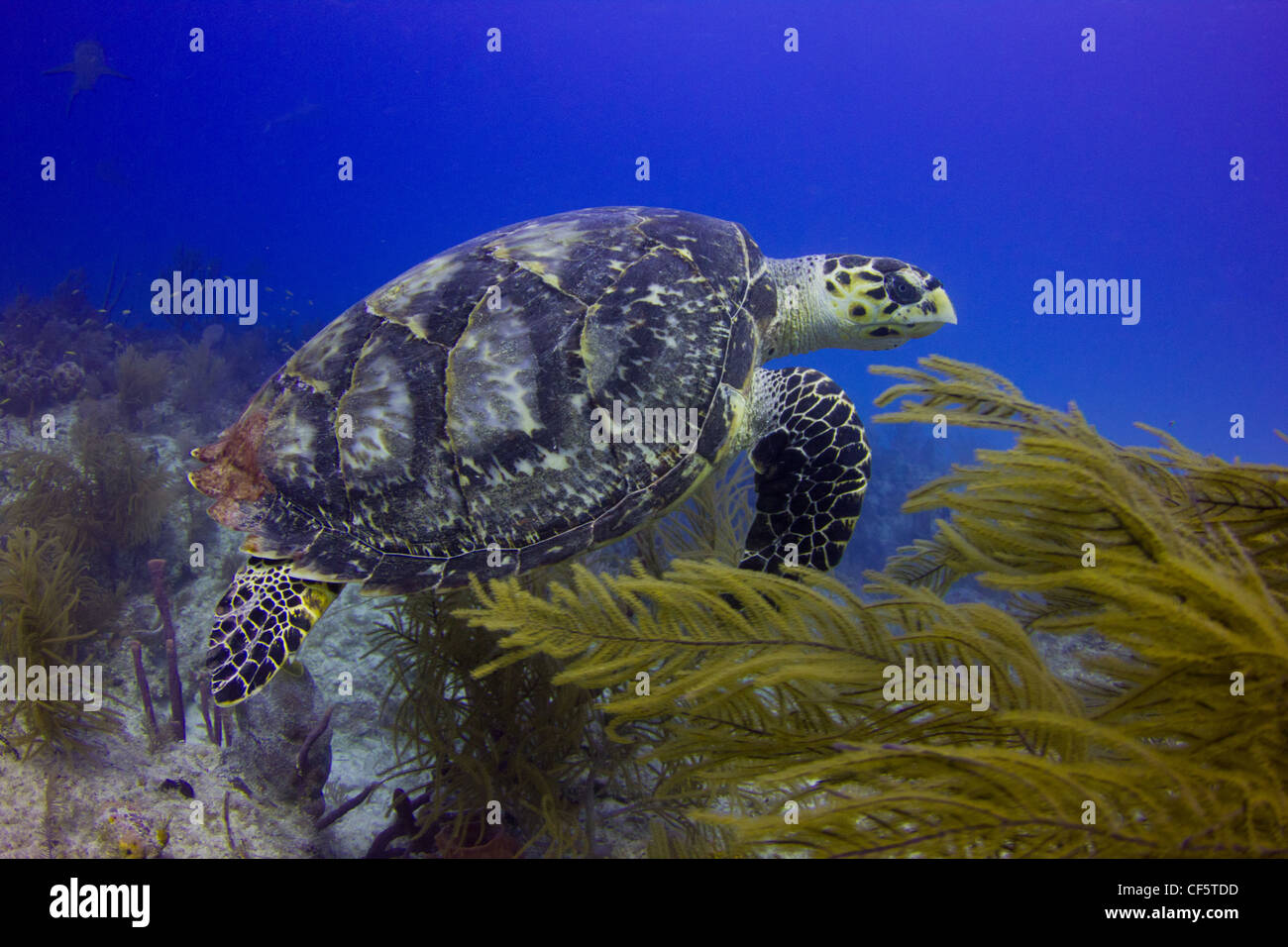 Sea turtle underwater mating hi-res stock photography and images - Alamy