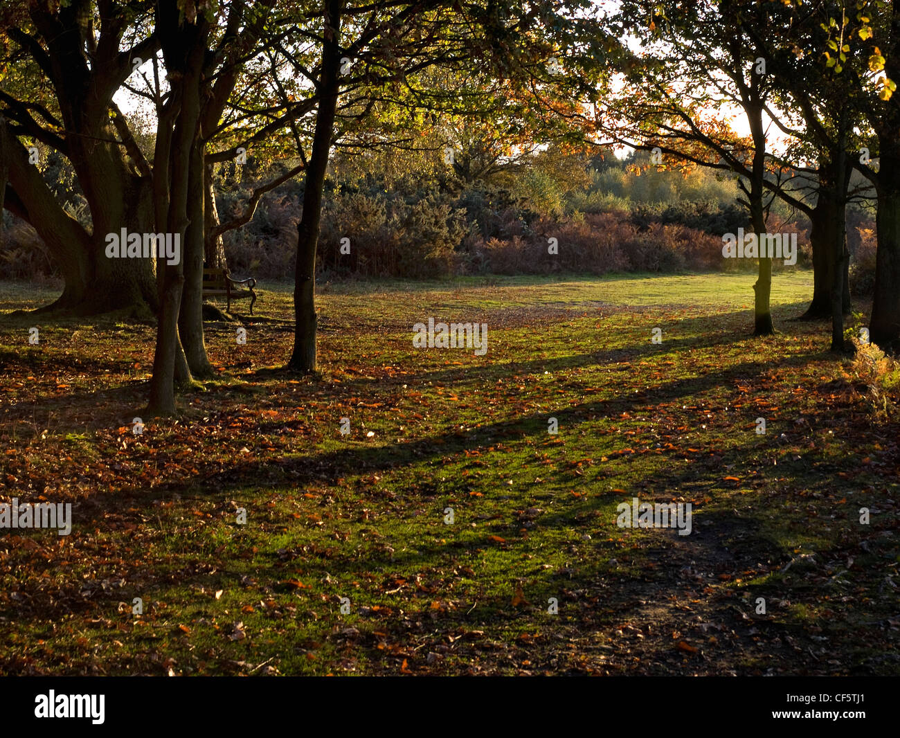 Shadows cast by trees hi-res stock photography and images - Alamy