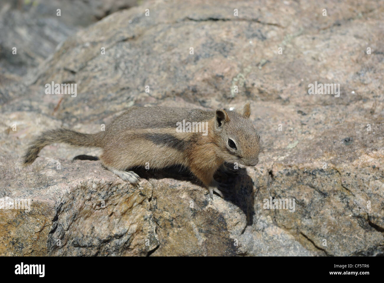 Western gray squirrel hi-res stock photography and images - Alamy