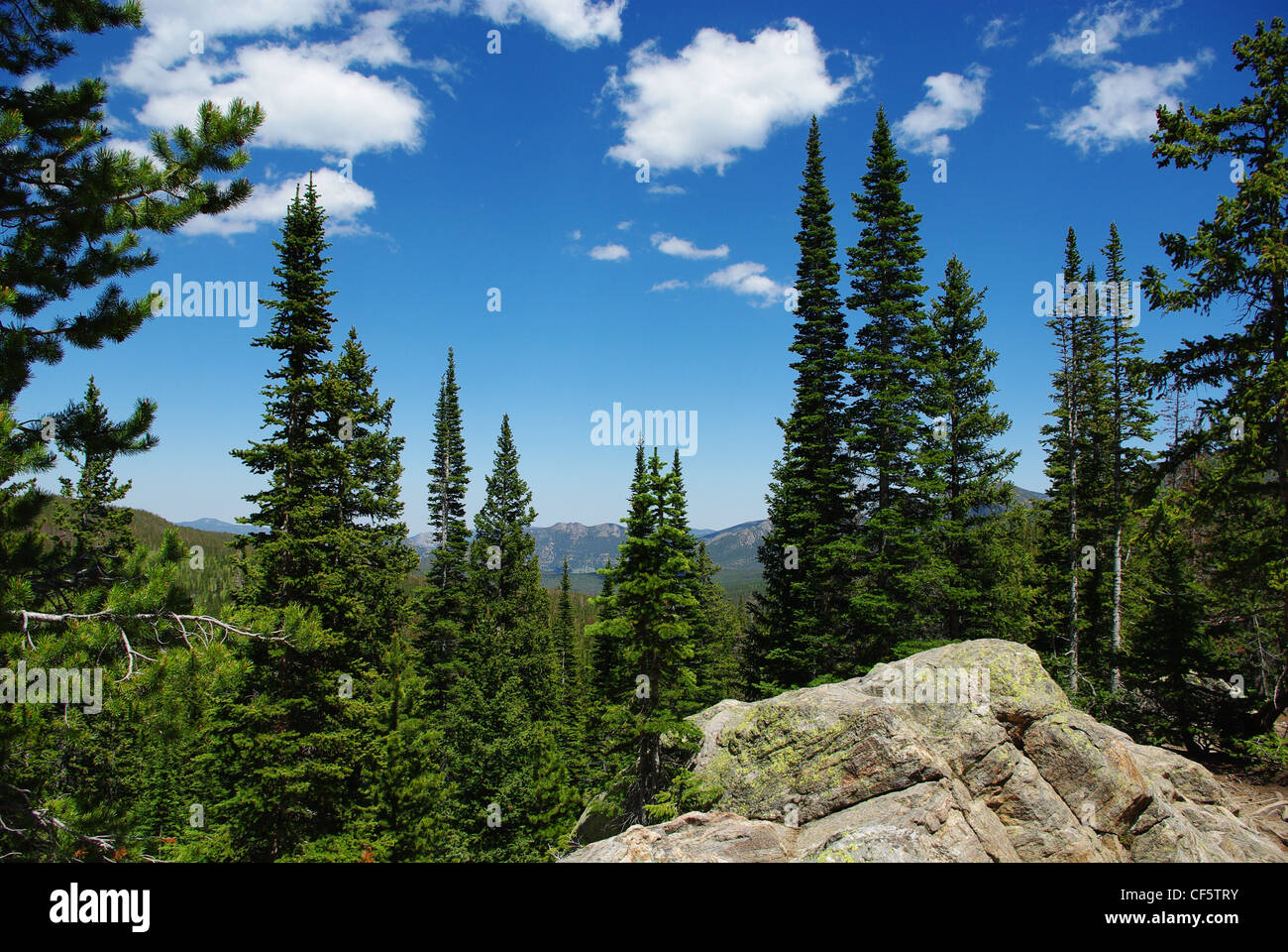 Coniferous forests in mountains hi-res stock photography and images - Alamy