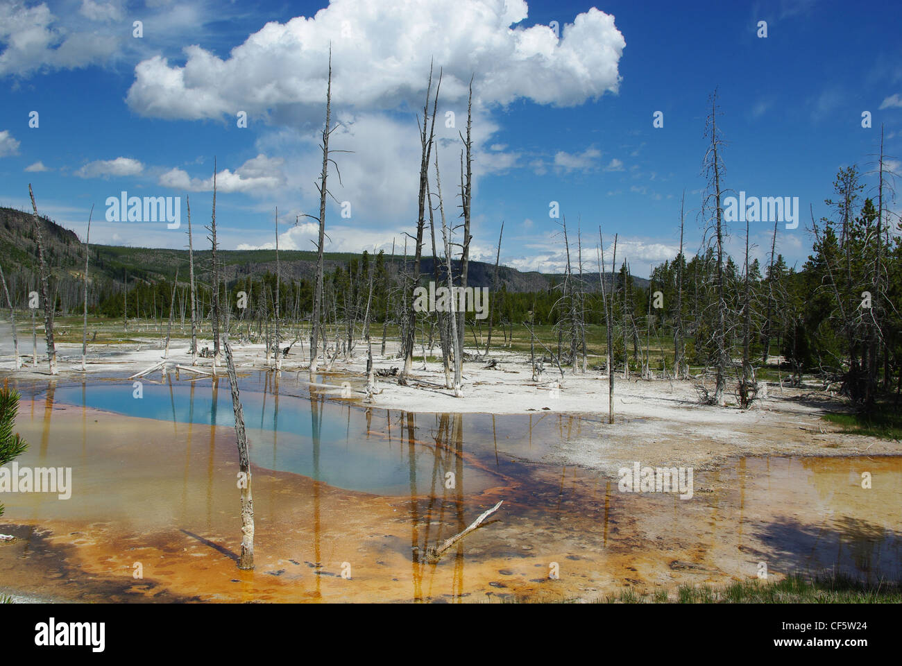 Colourful thermal ponds, dry trees and clouds, Yellowstone National ...