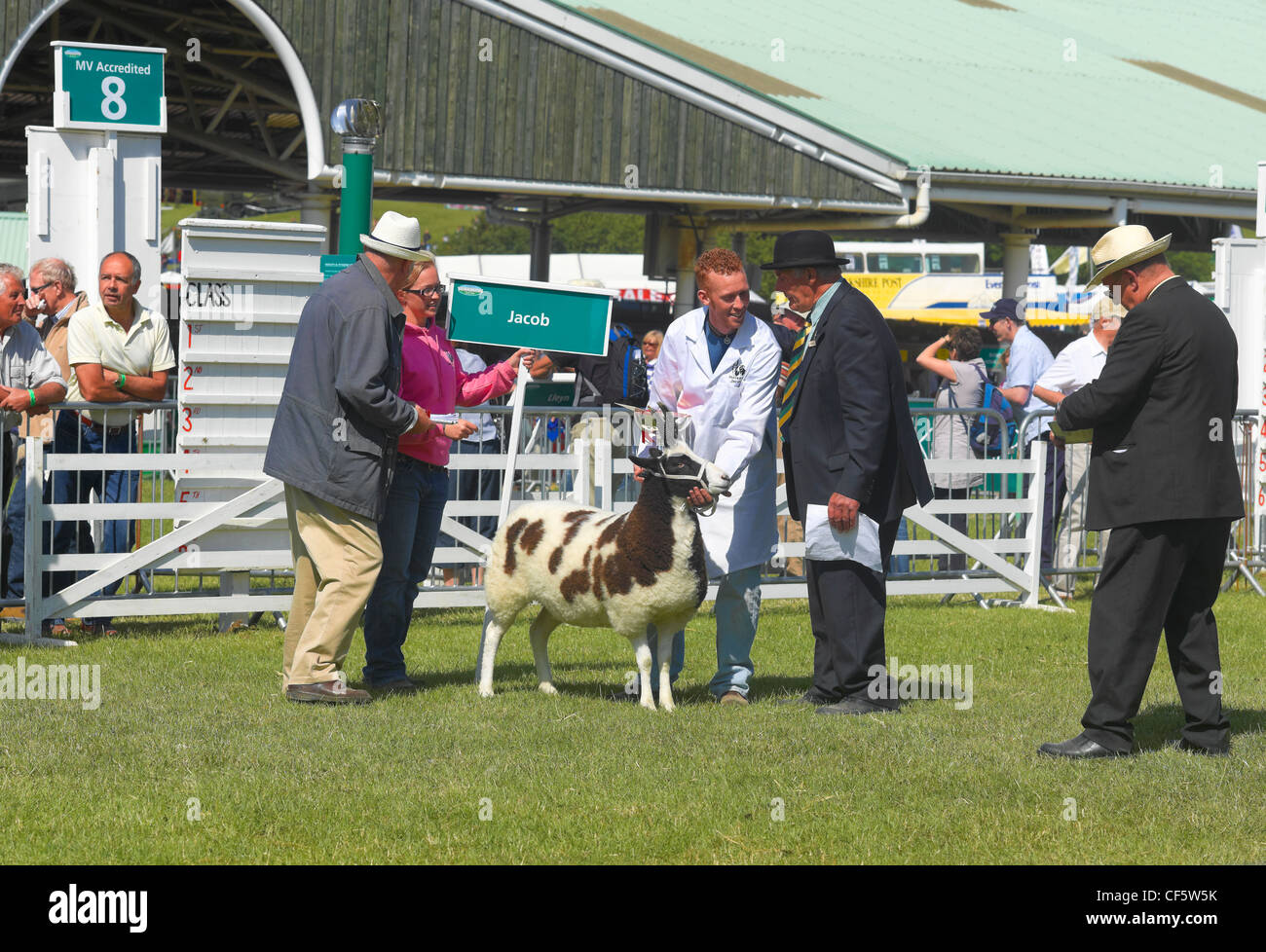 Prize winning sheep hi-res stock photography and images - Alamy