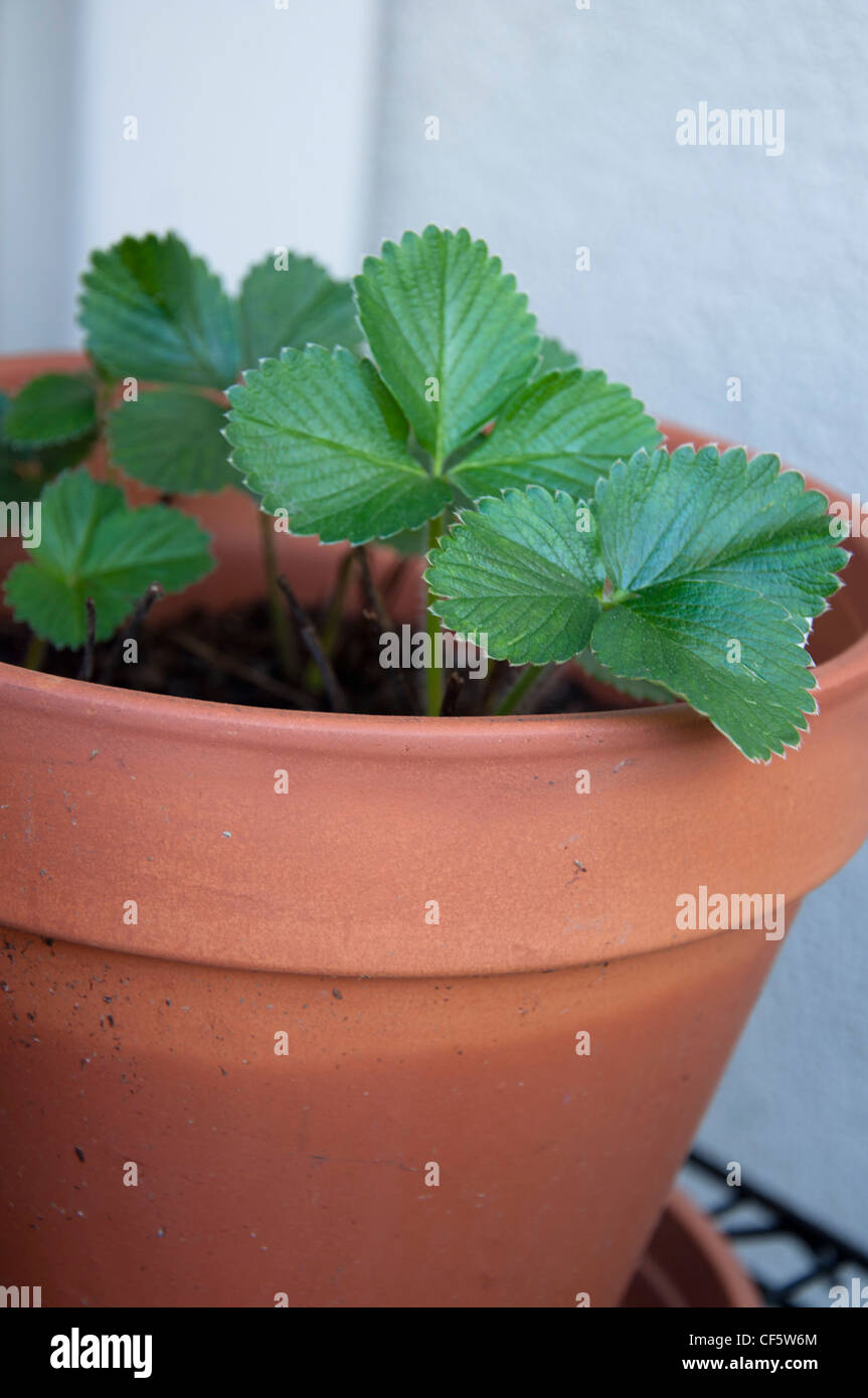 Strawberry pot plant Stock Photo - Alamy