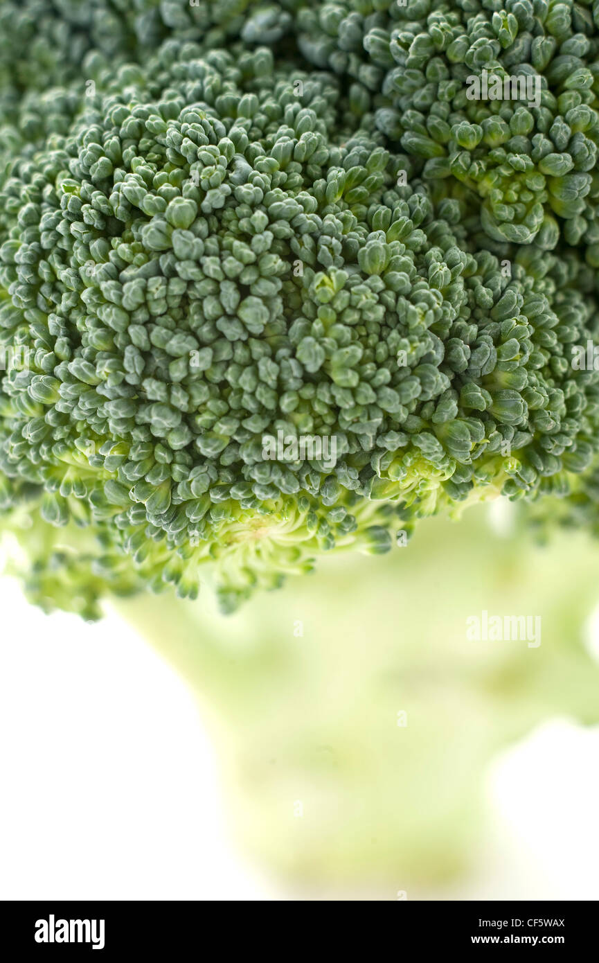 A still life image of a broccoli floret Stock Photo - Alamy